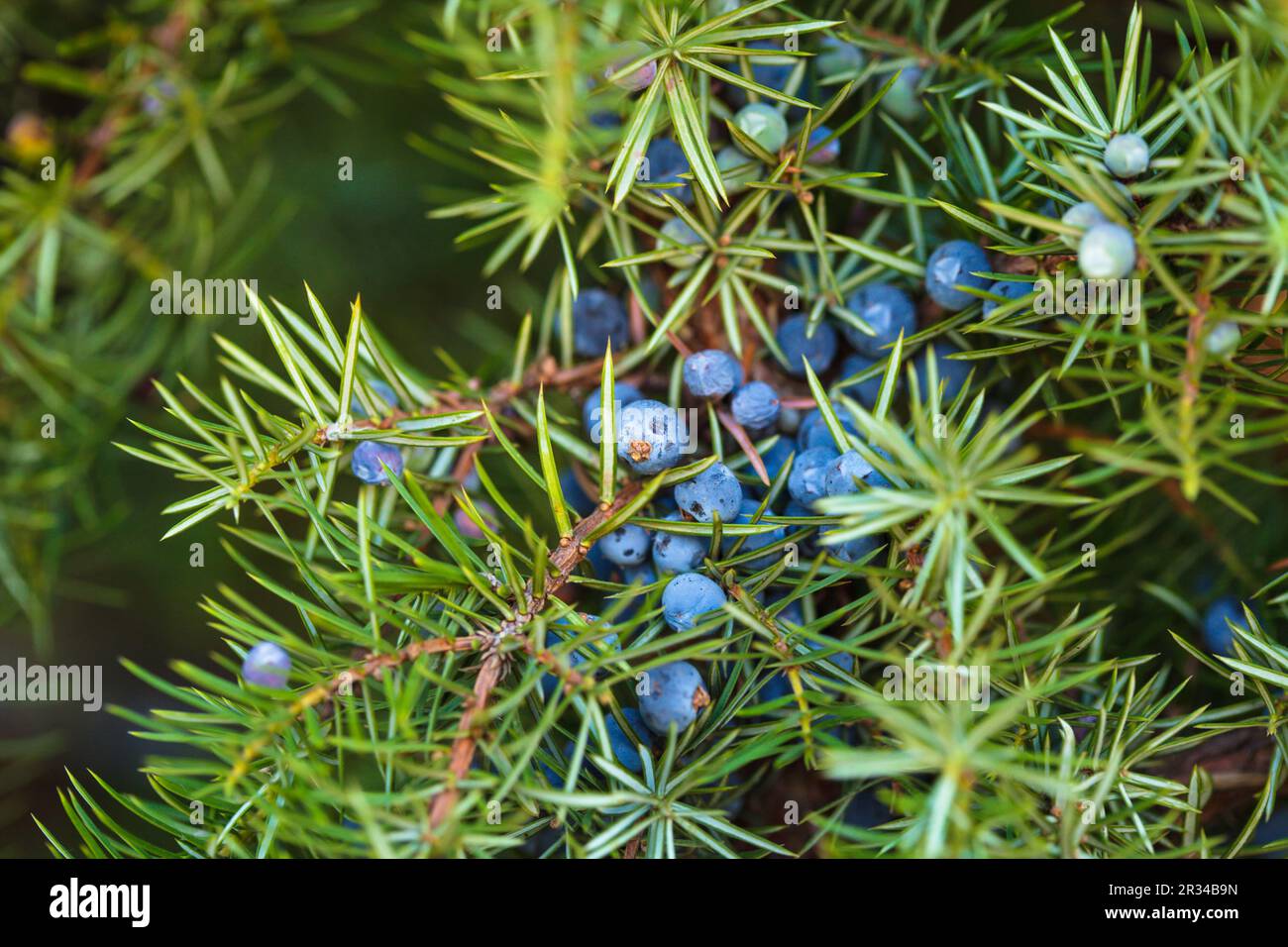 Juniper branch blue berries hi-res stock photography and images - Alamy