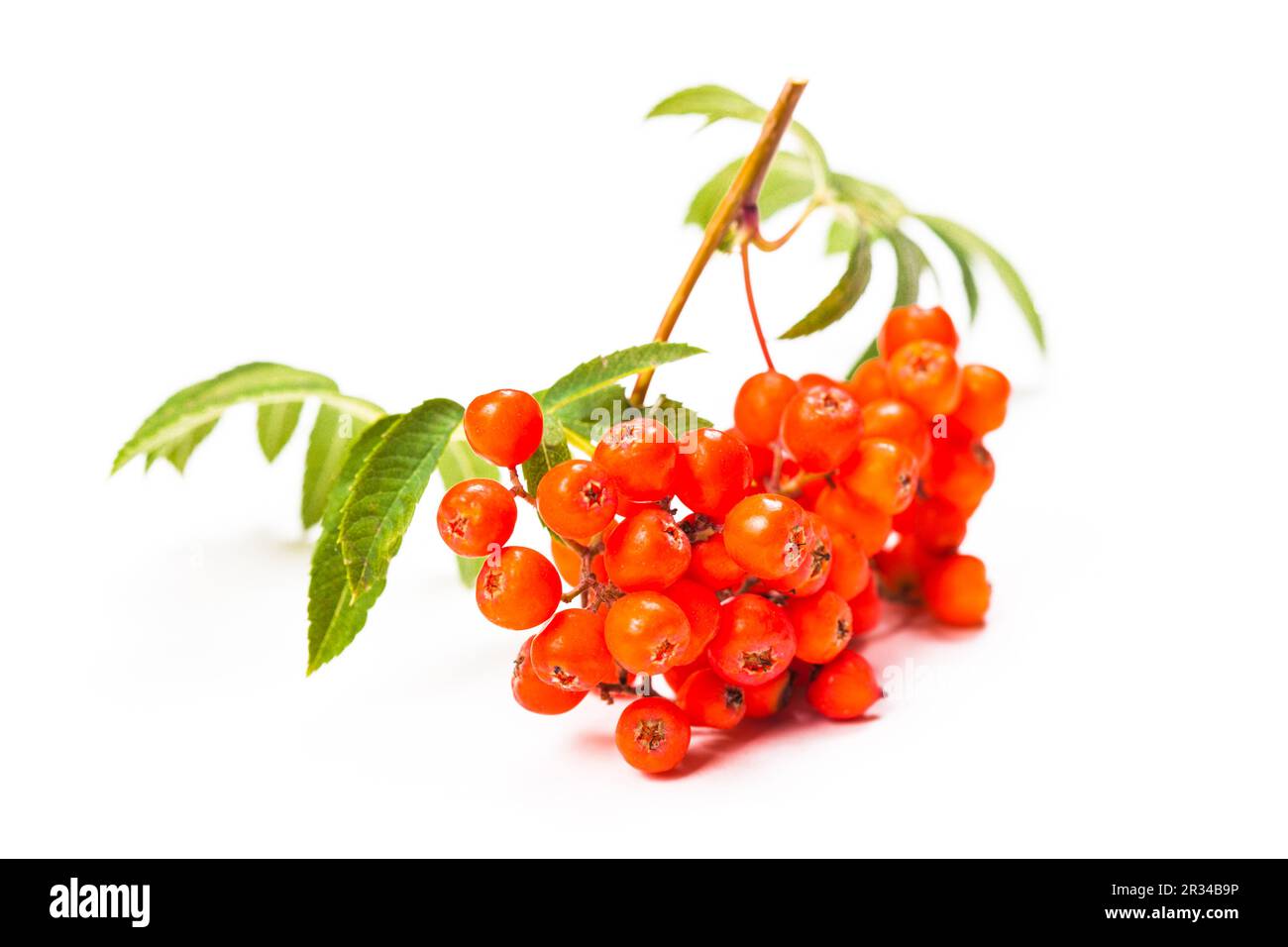 Rowan berries isolated Stock Photo - Alamy
