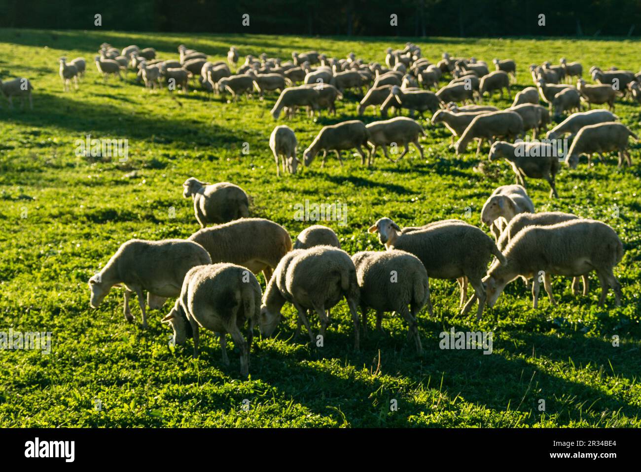 rebaño de ovejas cerca de Boltaña, Sobrarbe,Provincia de Huesca ...