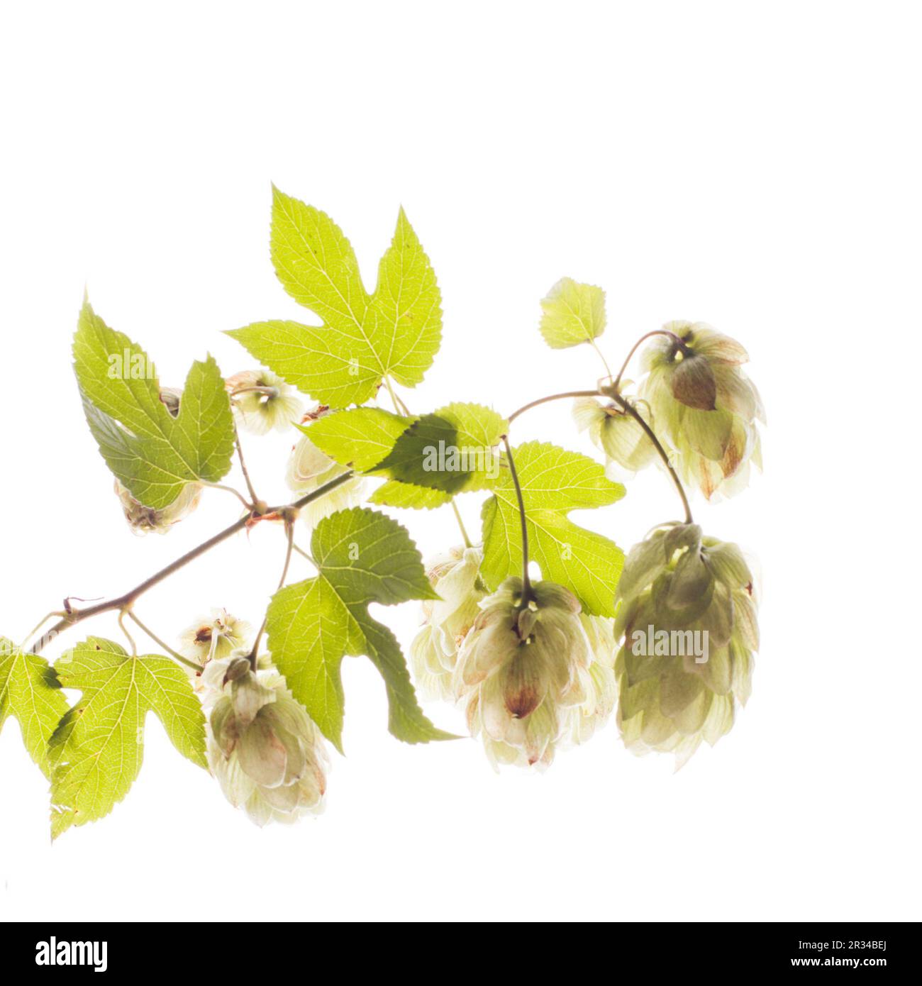 Hops fermentation hi-res stock photography and images - Alamy