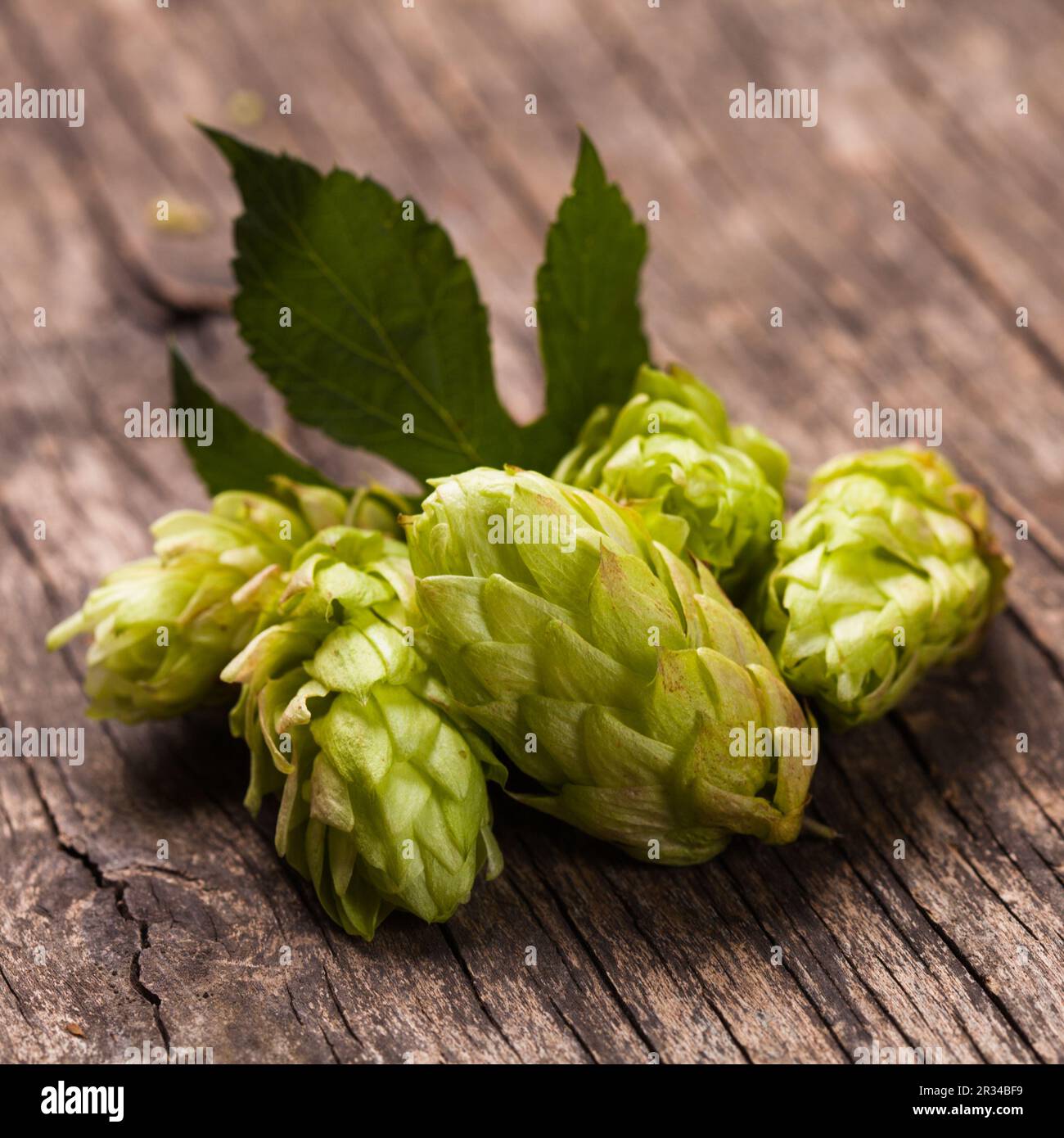 Pile of hops hi-res stock photography and images - Alamy