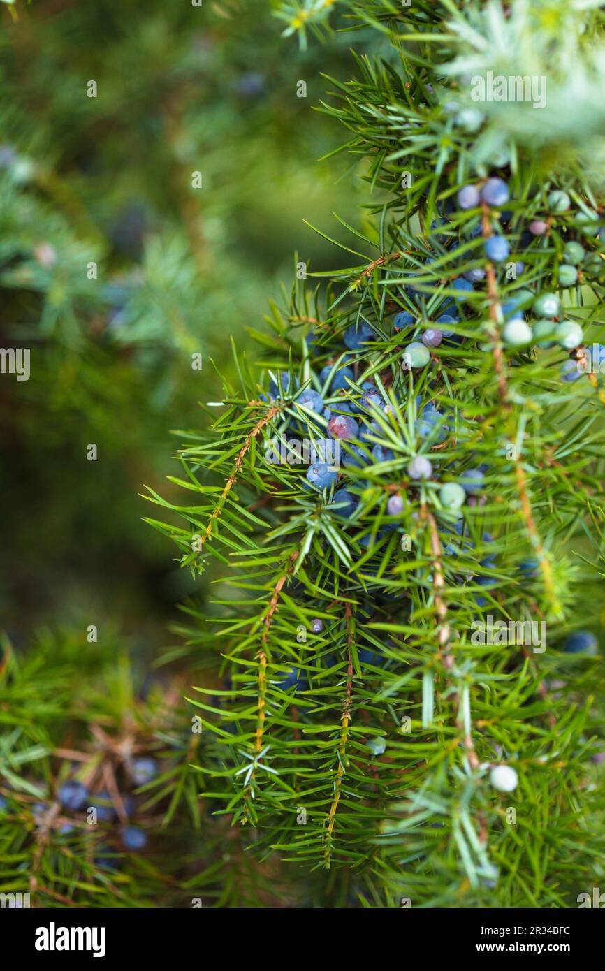 Juniper forest hi-res stock photography and images - Alamy