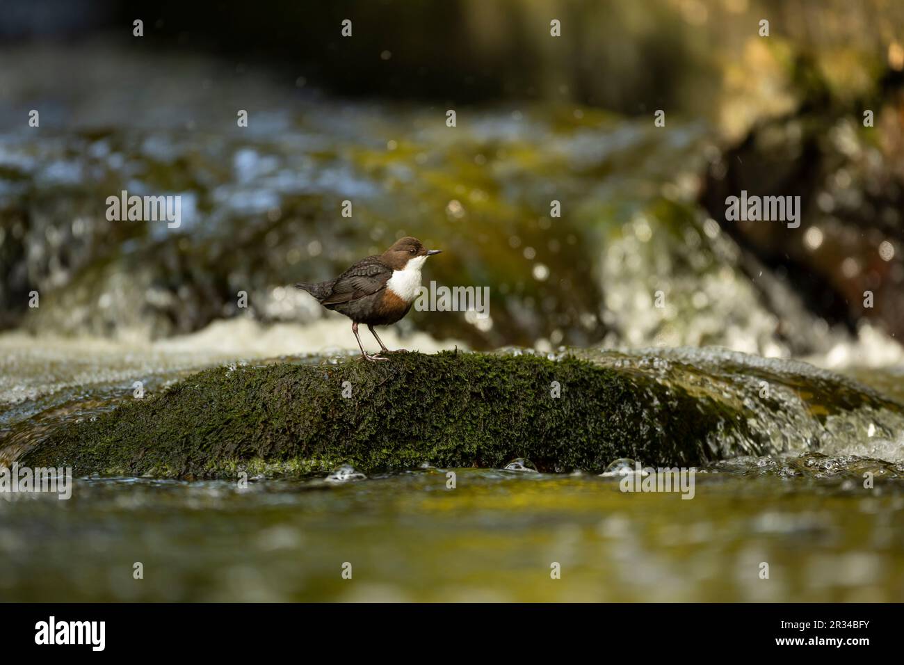 Dipper (Cinclus cinclus) hunting on a fast flowing river Stock Photo ...