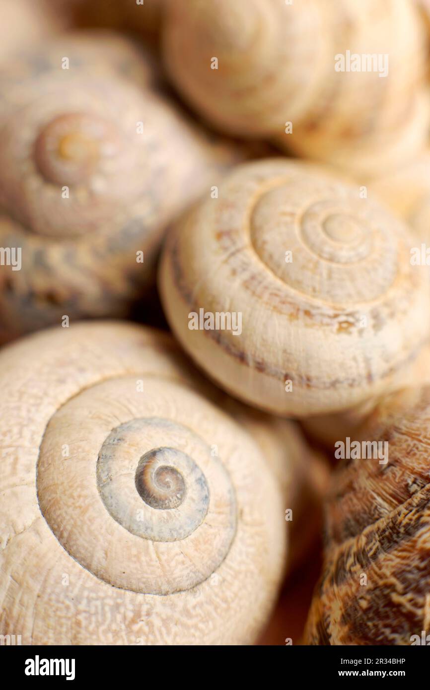 Carcasa de concha hi-res stock photography and images - Alamy