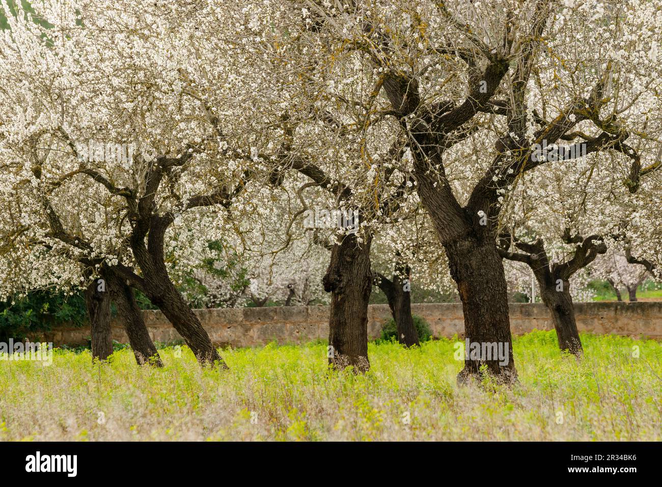 Flor del huerto hi-res stock photography and images - Alamy