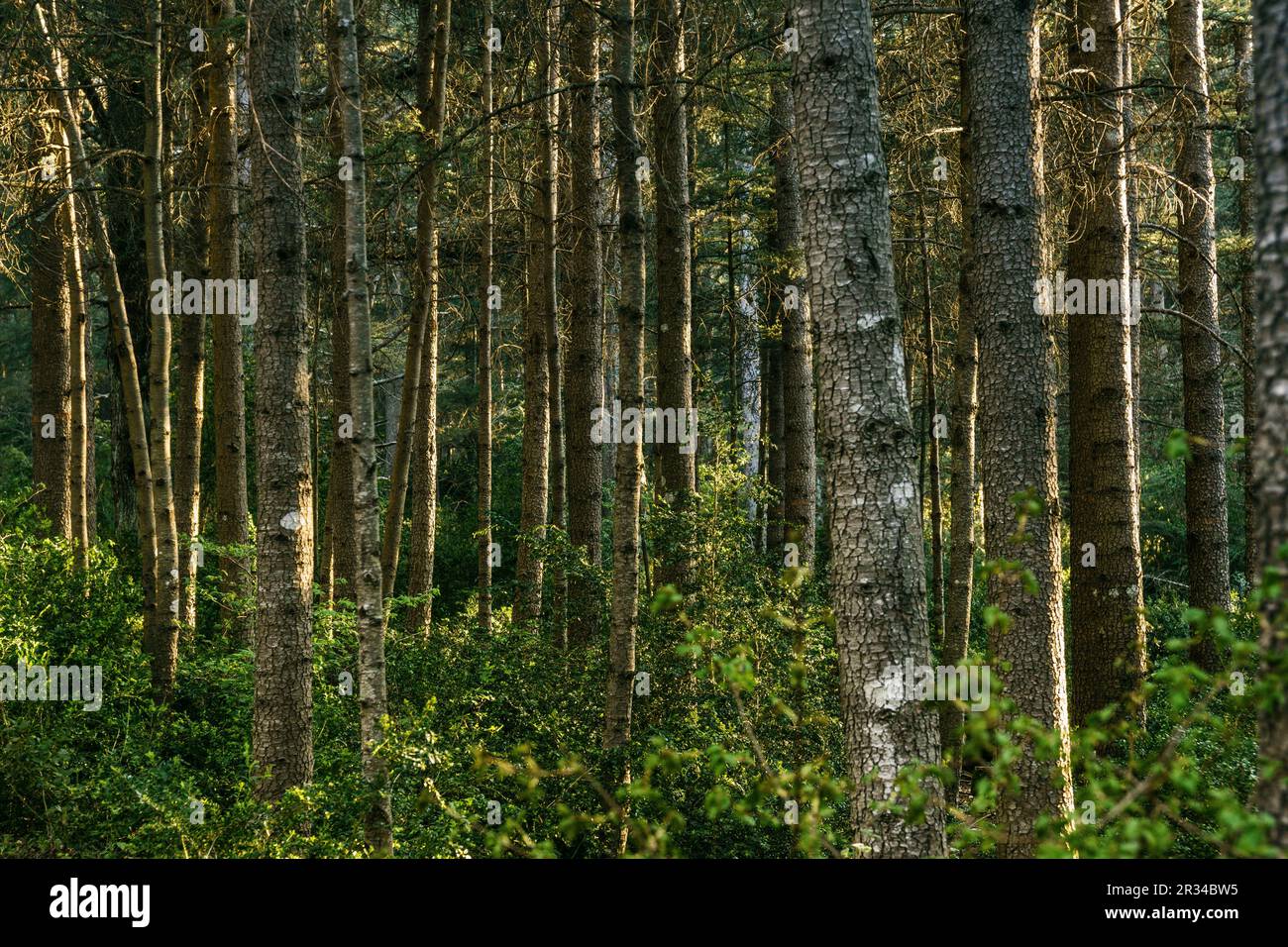 cedros del atlas, Foret Des Cedres, Parque Nacional de Luberon ...