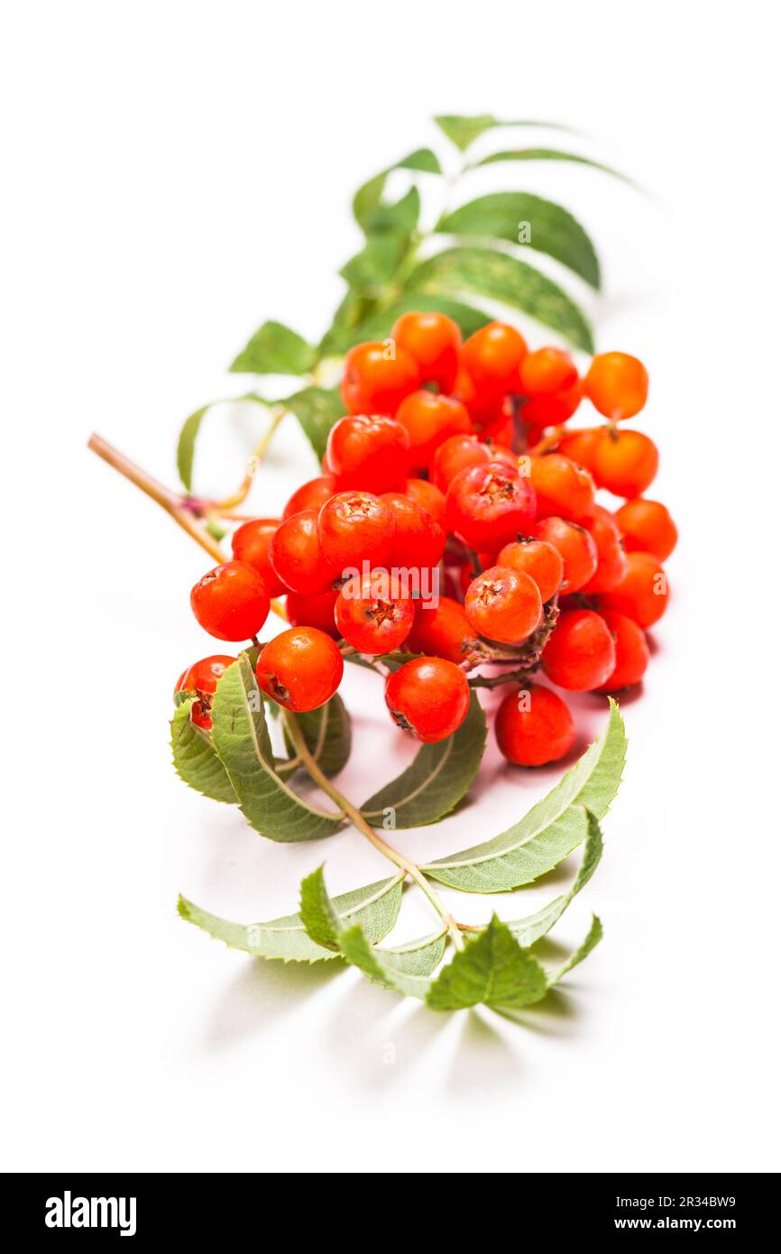 White rowan tree berries Cut Out Stock Images & Pictures - Alamy