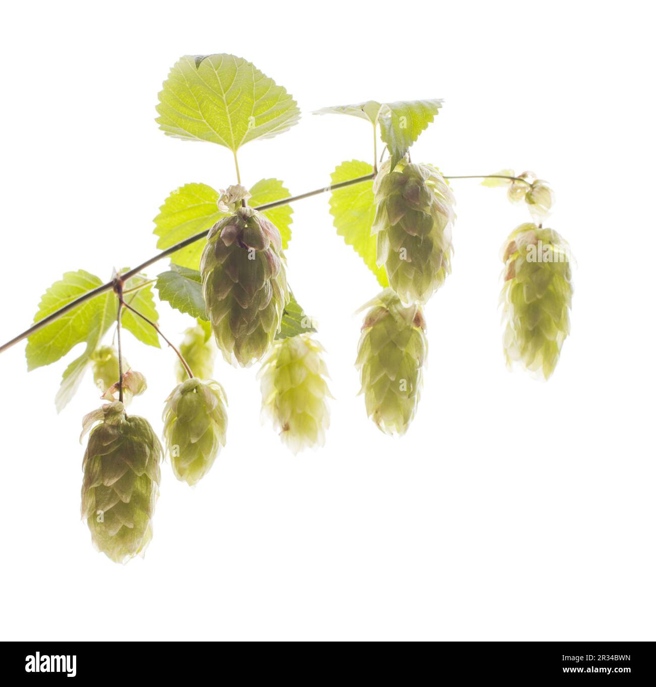 Hops beer fermentation hi-res stock photography and images - Alamy