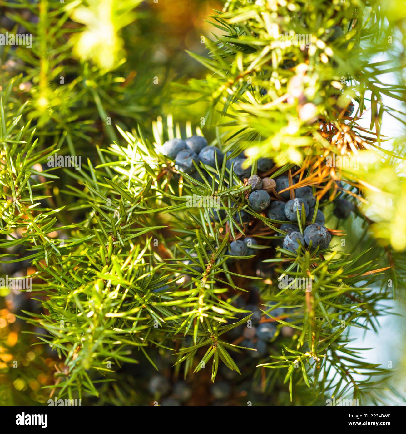 Juniper seed hi-res stock photography and images - Alamy