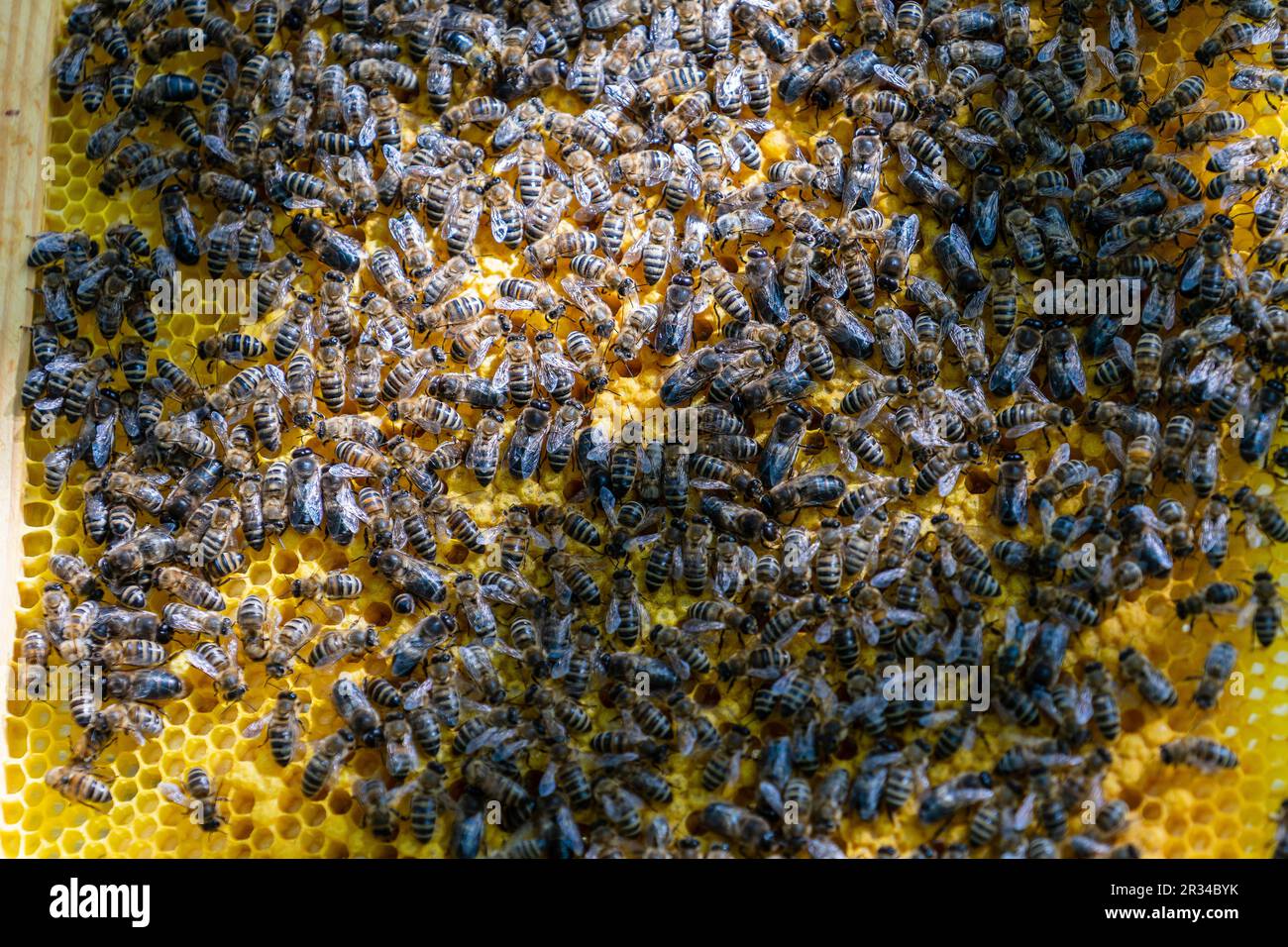 Colony of bees on honeycomb in apiary. Beekeeping in countryside ...