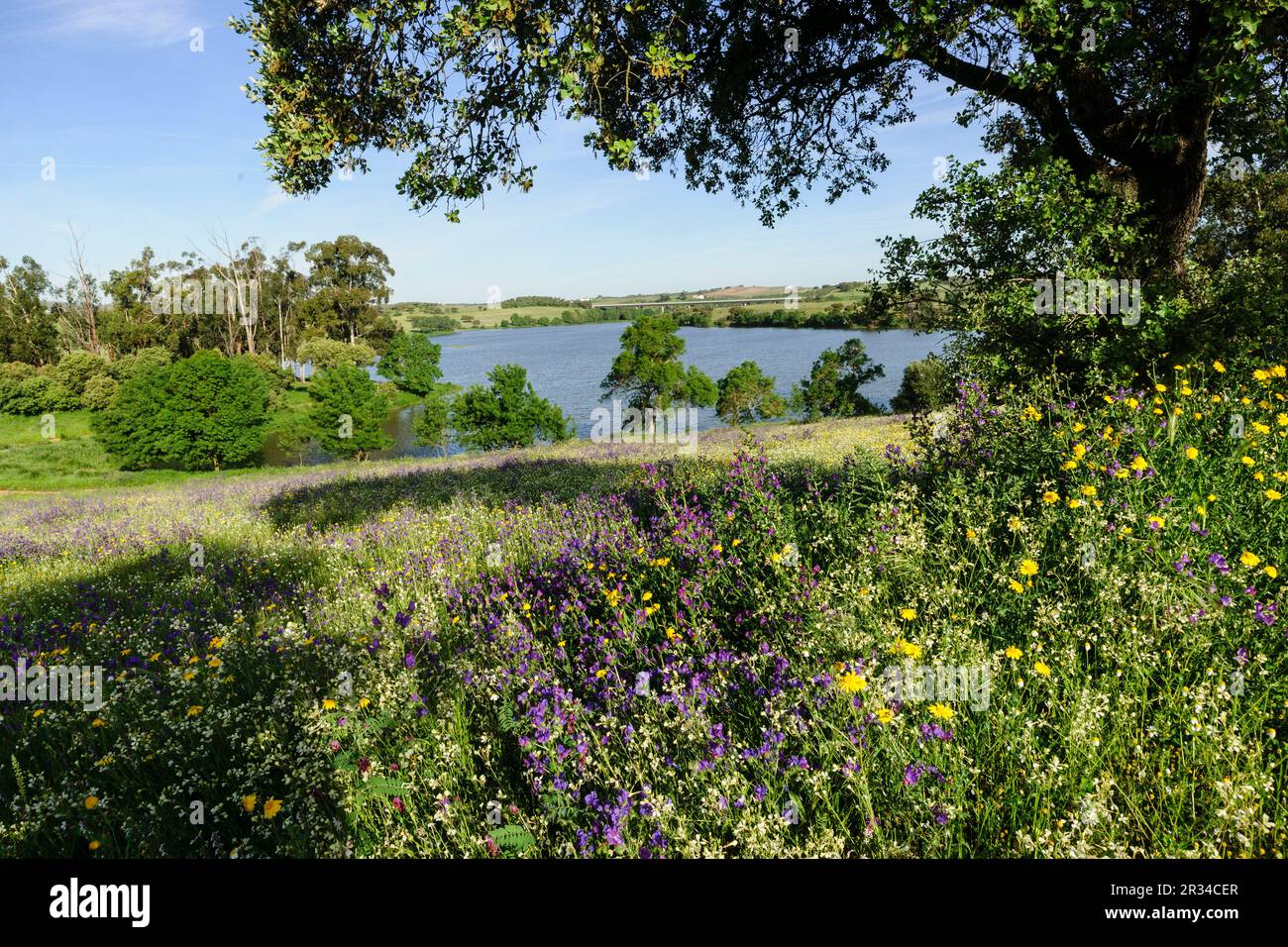 Entorno exuberante hi-res stock photography and images - Alamy