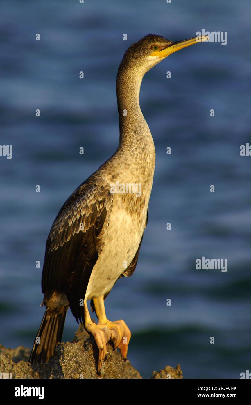 Cormoran monudo hi-res stock photography and images - Alamy
