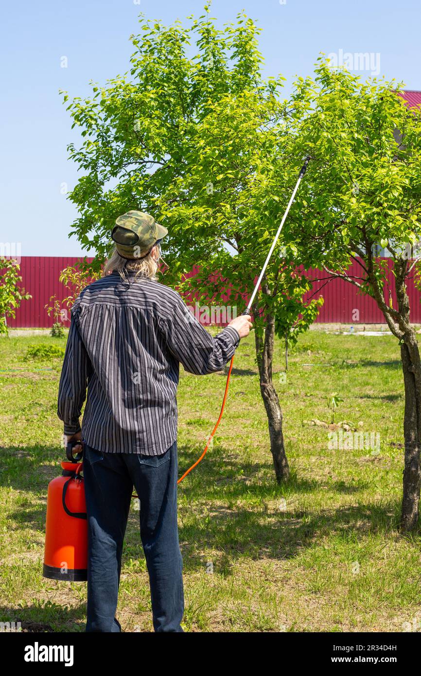 The Gardener Processes Fruit Trees From Diseases And Parasites