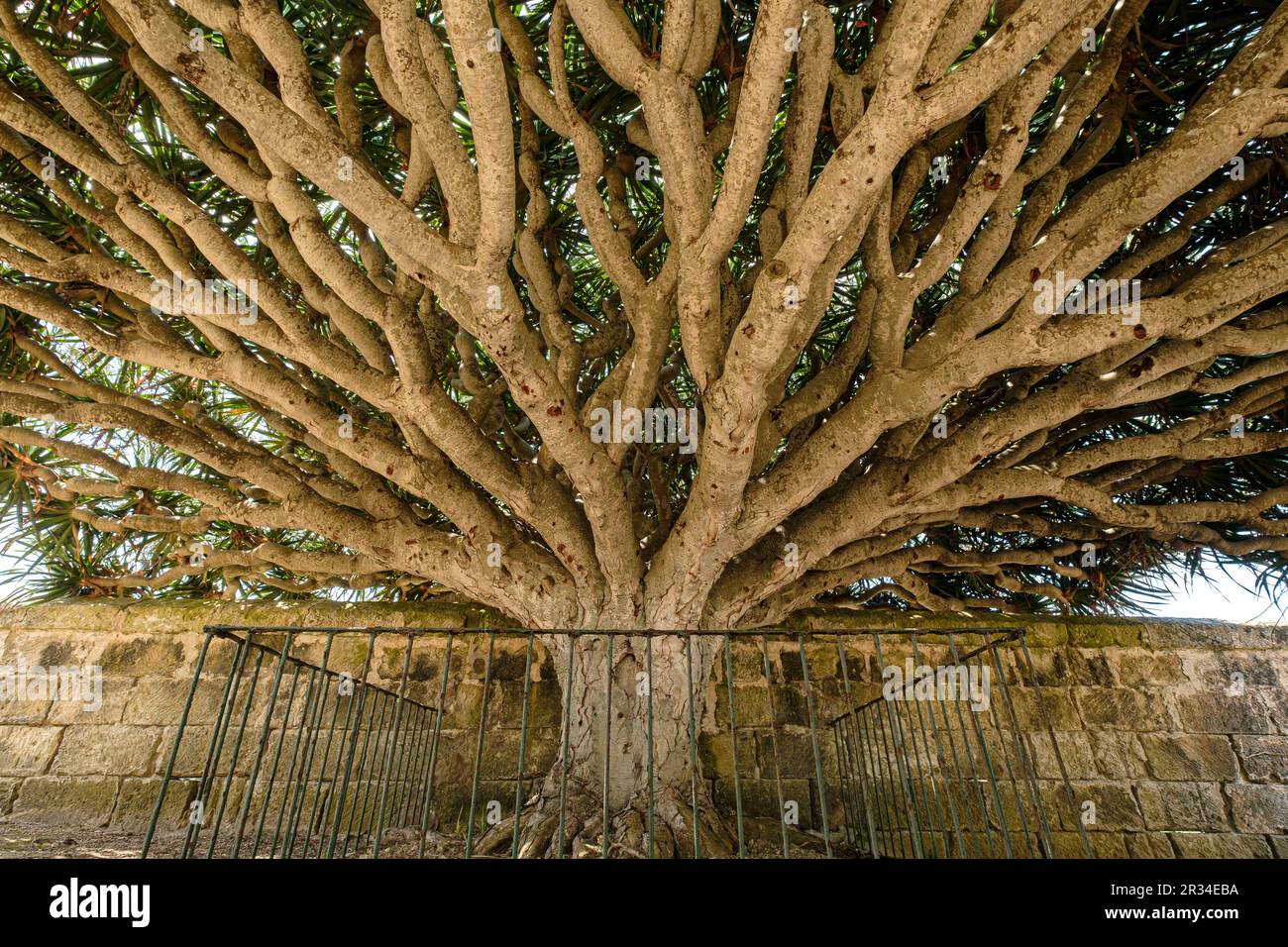 Dragó, Dracaena draco, , arbol singular catalogado, Lazareto de Mahón ...
