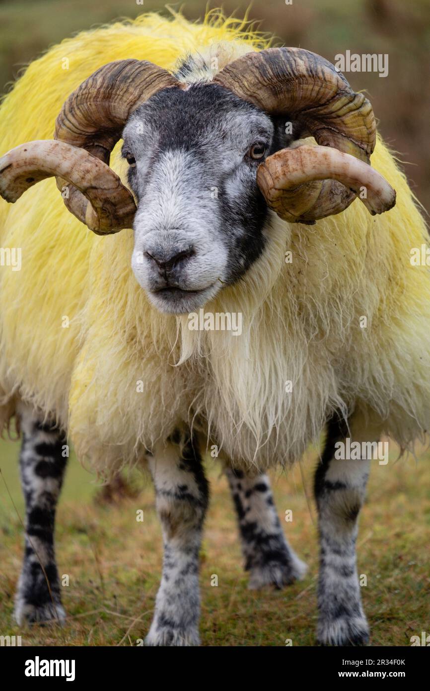 Marcado primario hi-res stock photography and images - Alamy