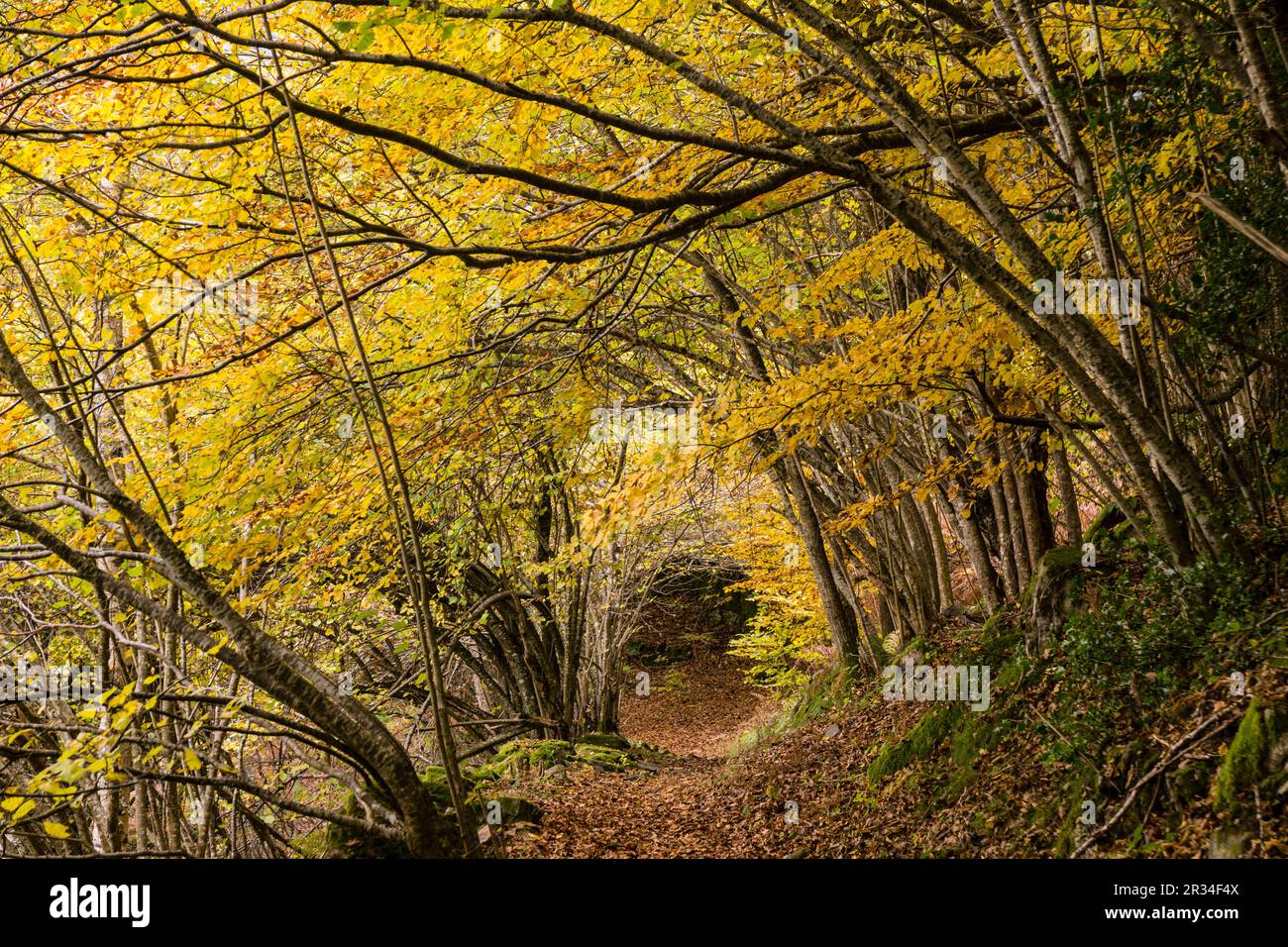 bosque de Carlac, - hayedo de Carlac-, Bausen, valle de Aran ...