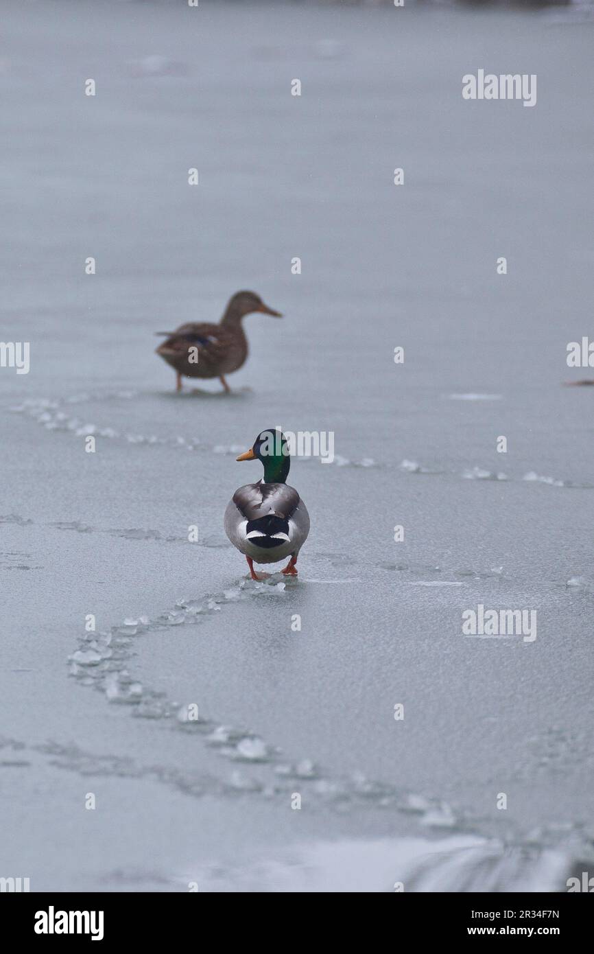 Mallard eye hi-res stock photography and images - Alamy