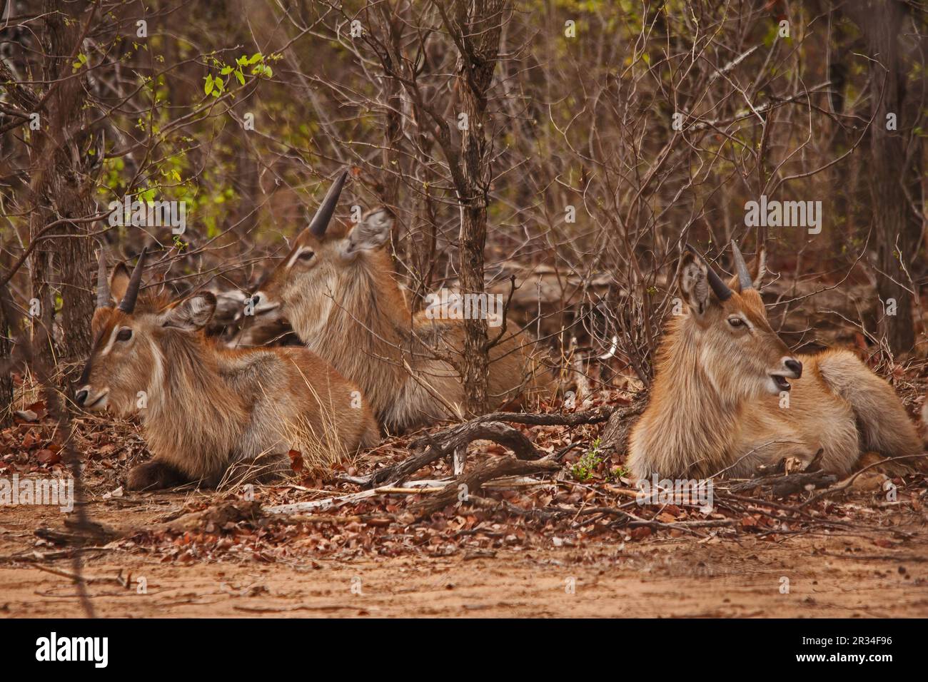 Waterbuck wilderness hi-res stock photography and images - Alamy
