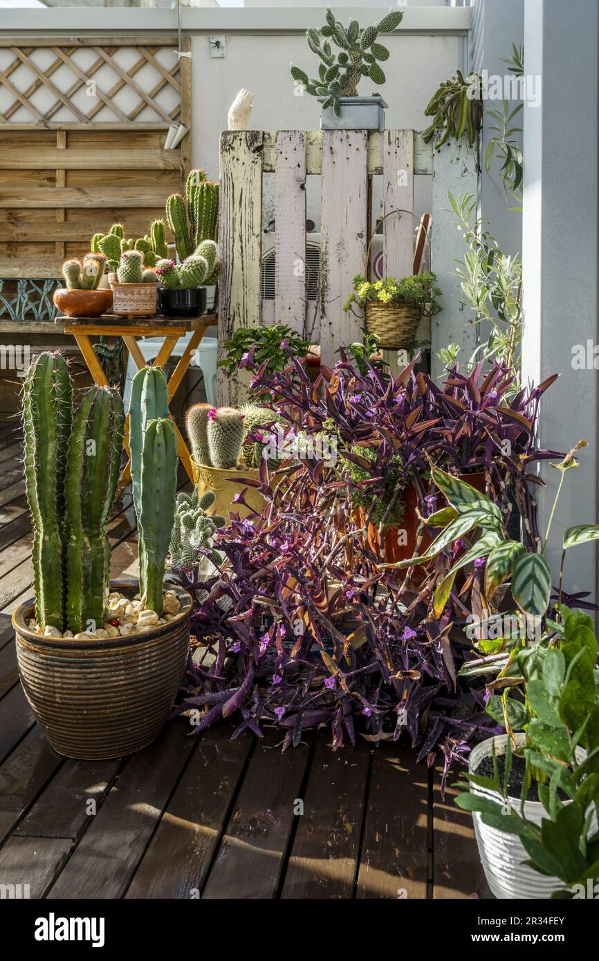 The terrace of a penthouse with a dark wooden plank floor with many ...