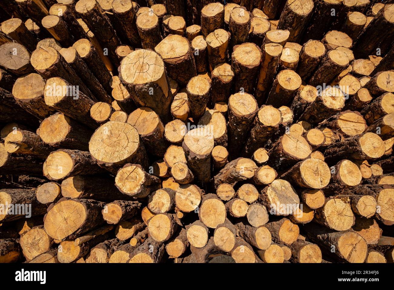 Celulosa de madera hi-res stock photography and images - Alamy