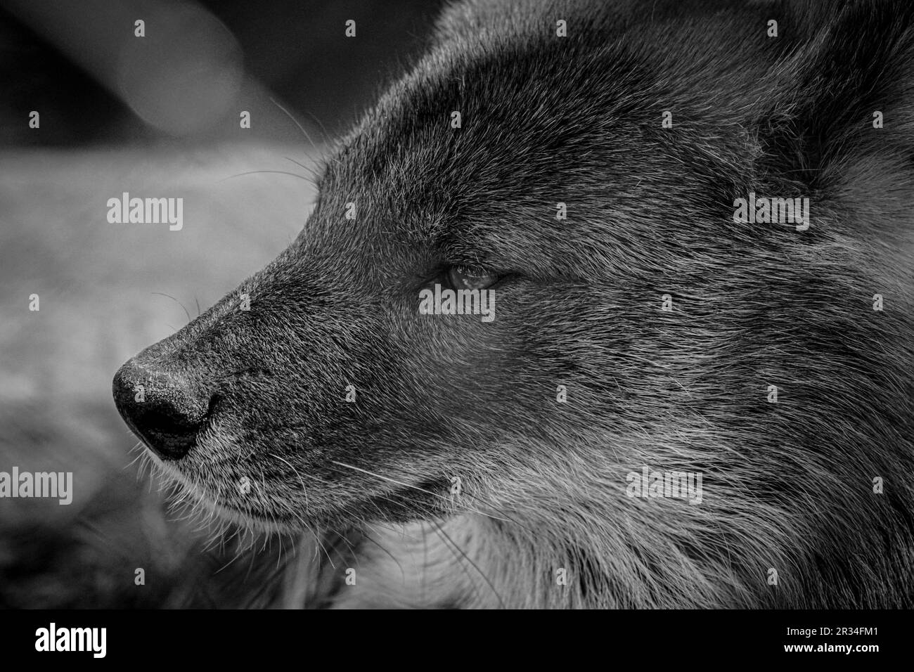 Close up of a dhole in black and white Stock Photo - Alamy