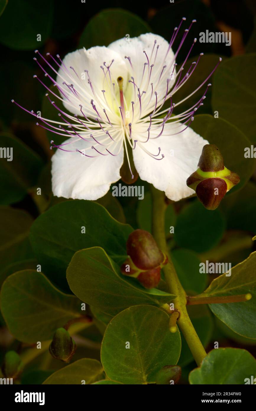 Flor de alcaparra hi-res stock photography and images - Alamy