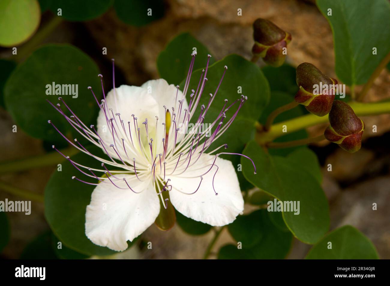Flor de alcaparra hi-res stock photography and images - Alamy