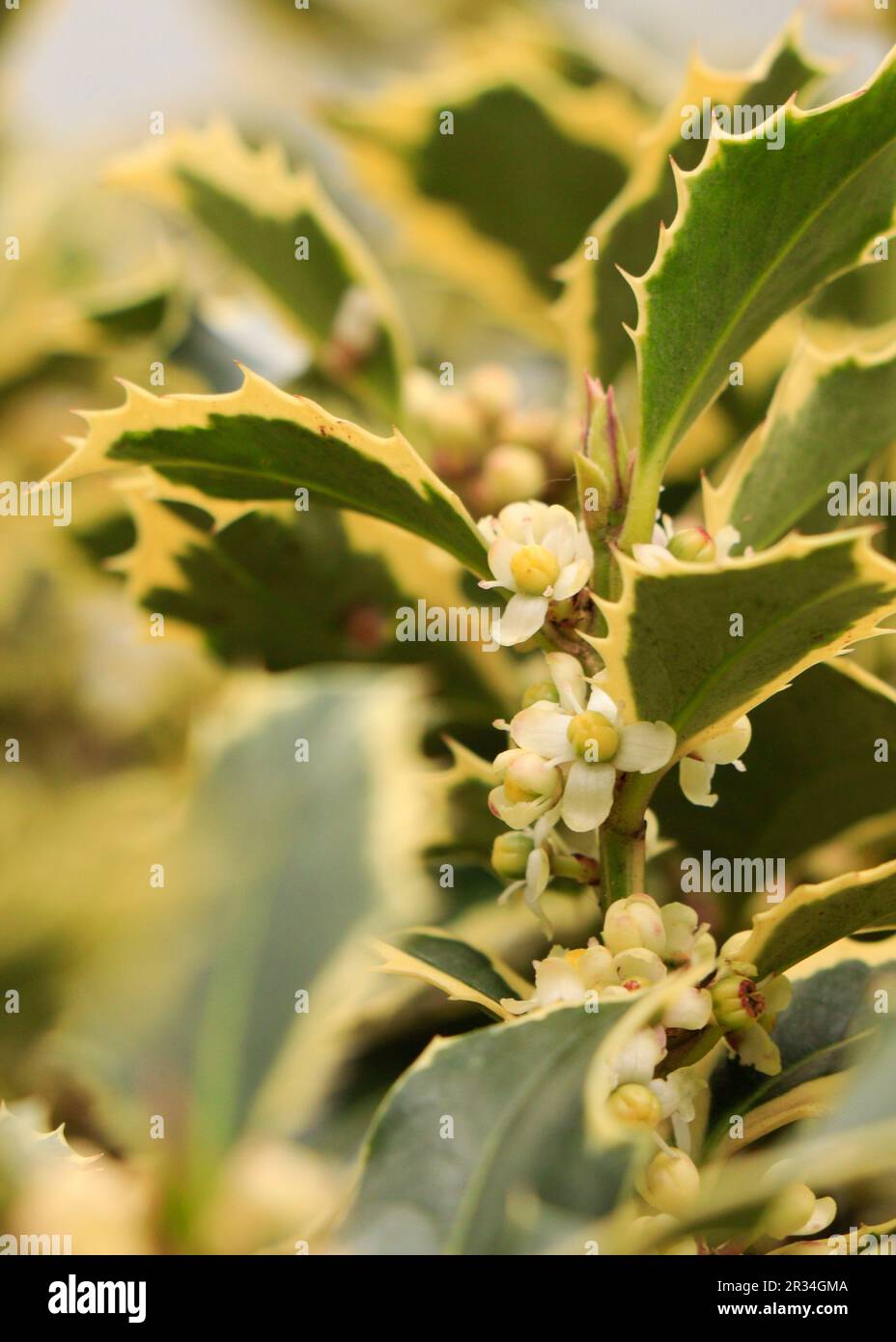 Variegated holly ilex aquifolium hi-res stock photography and images ...