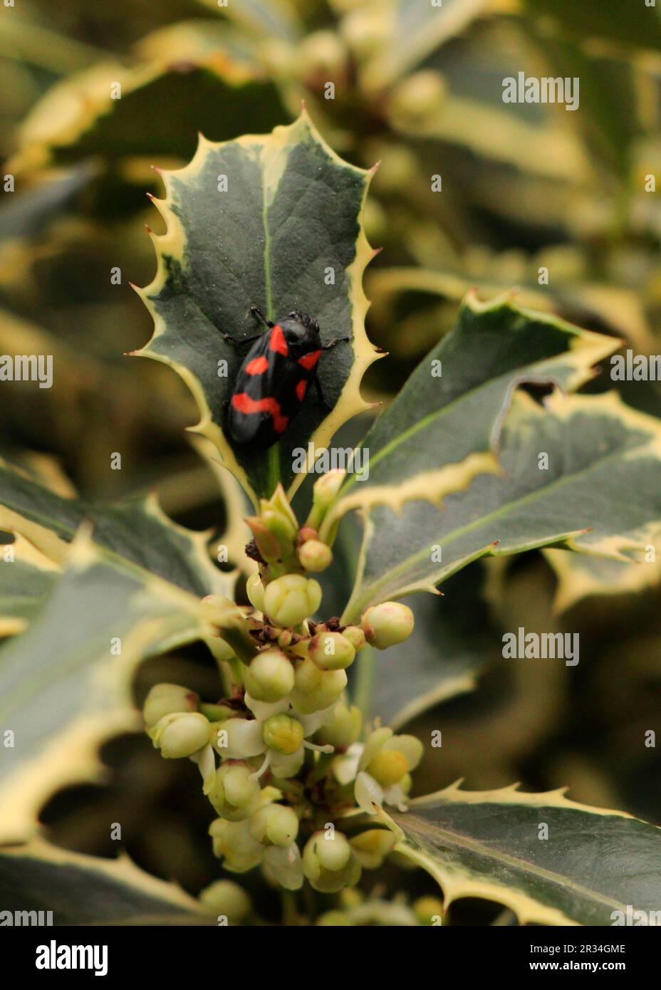 Variegated holly ilex aquifolium hi-res stock photography and images ...