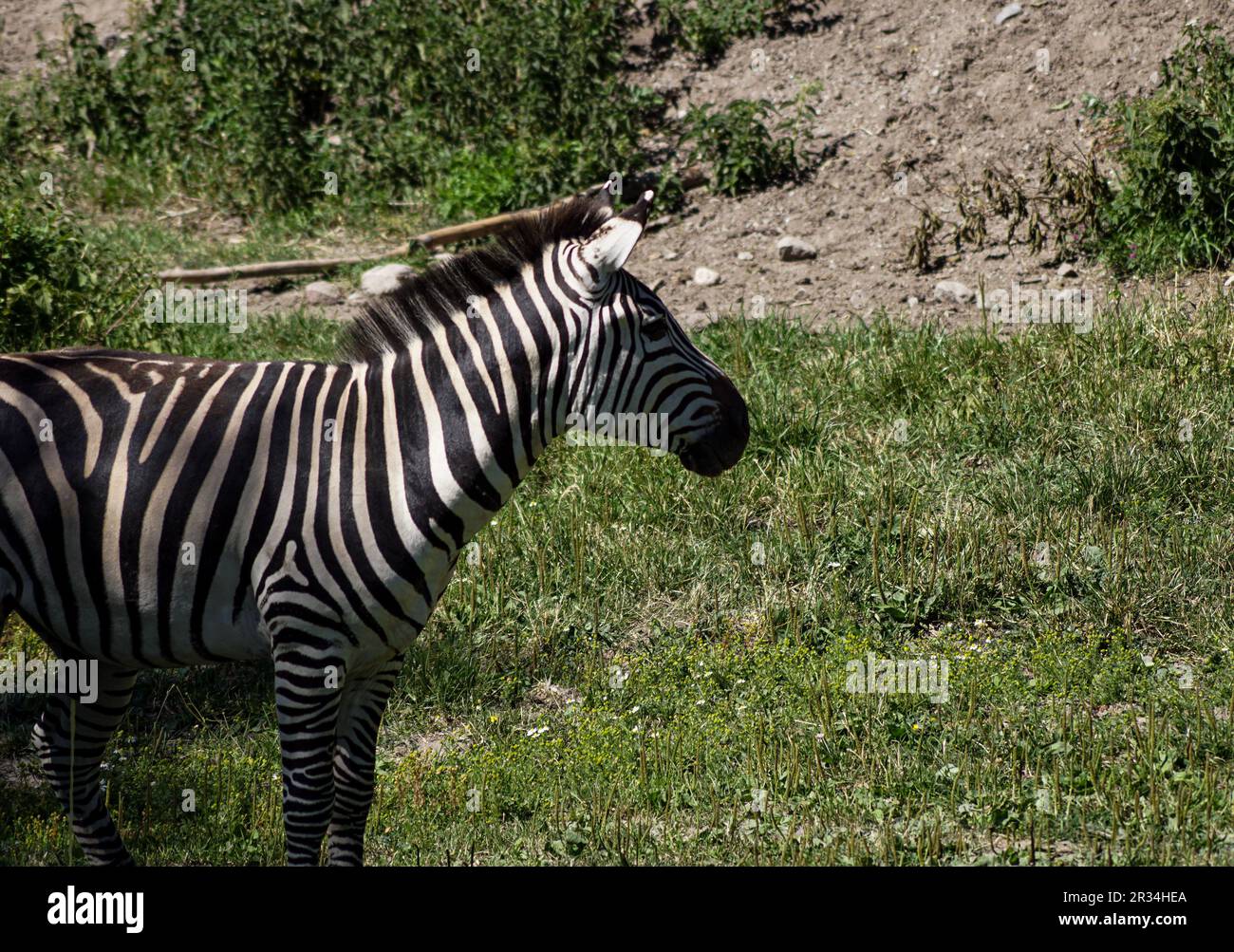 Side view of zebra standing on field Stock Photo - Alamy