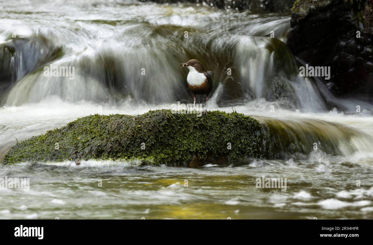 Dipper (Cinclus cinclus) hunting on a fast flowing river Stock Photo ...