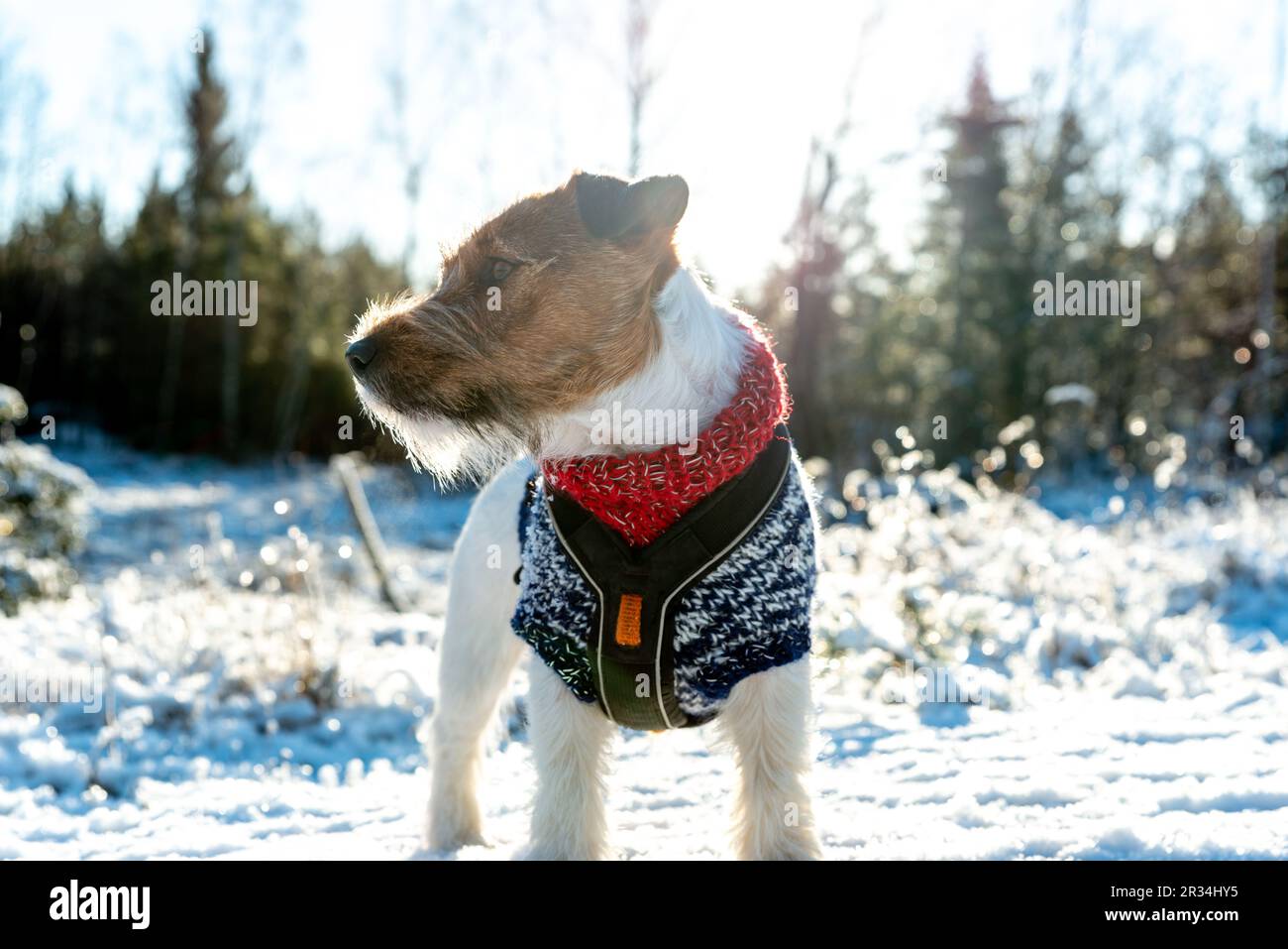 jack russell terrier in winter sweather Stock Photo - Alamy
