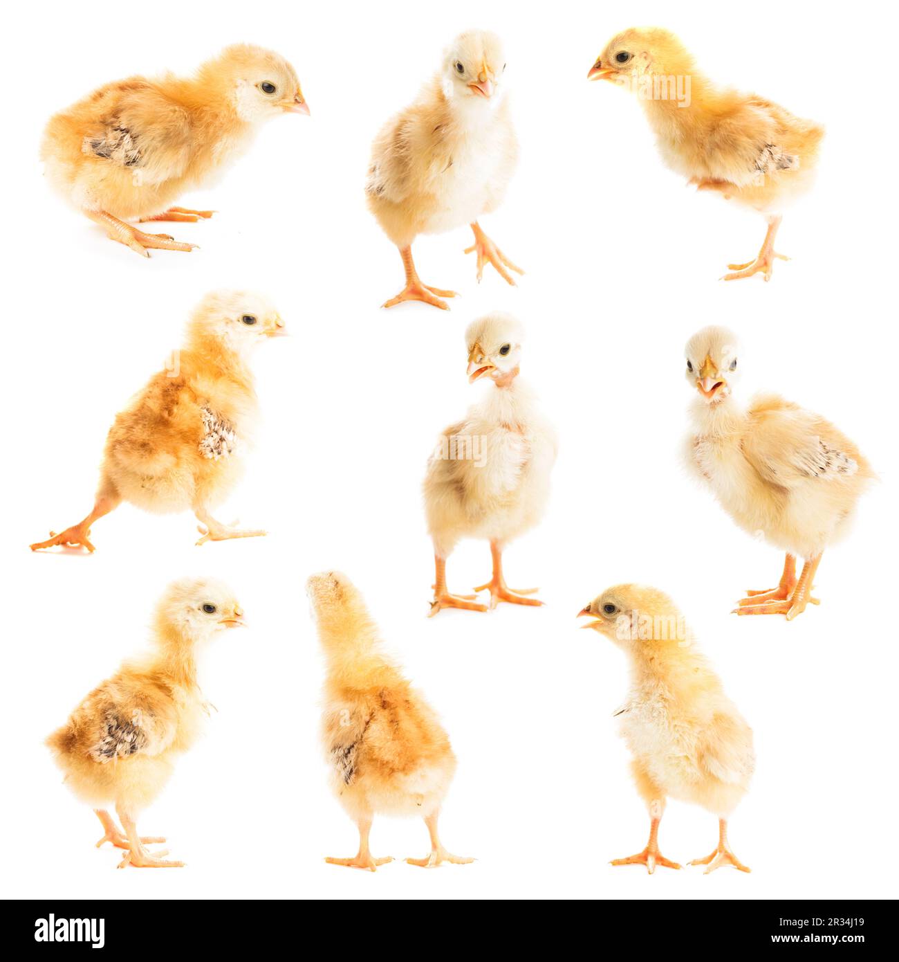 Cute hen Cut Out Stock Images & Pictures - Alamy