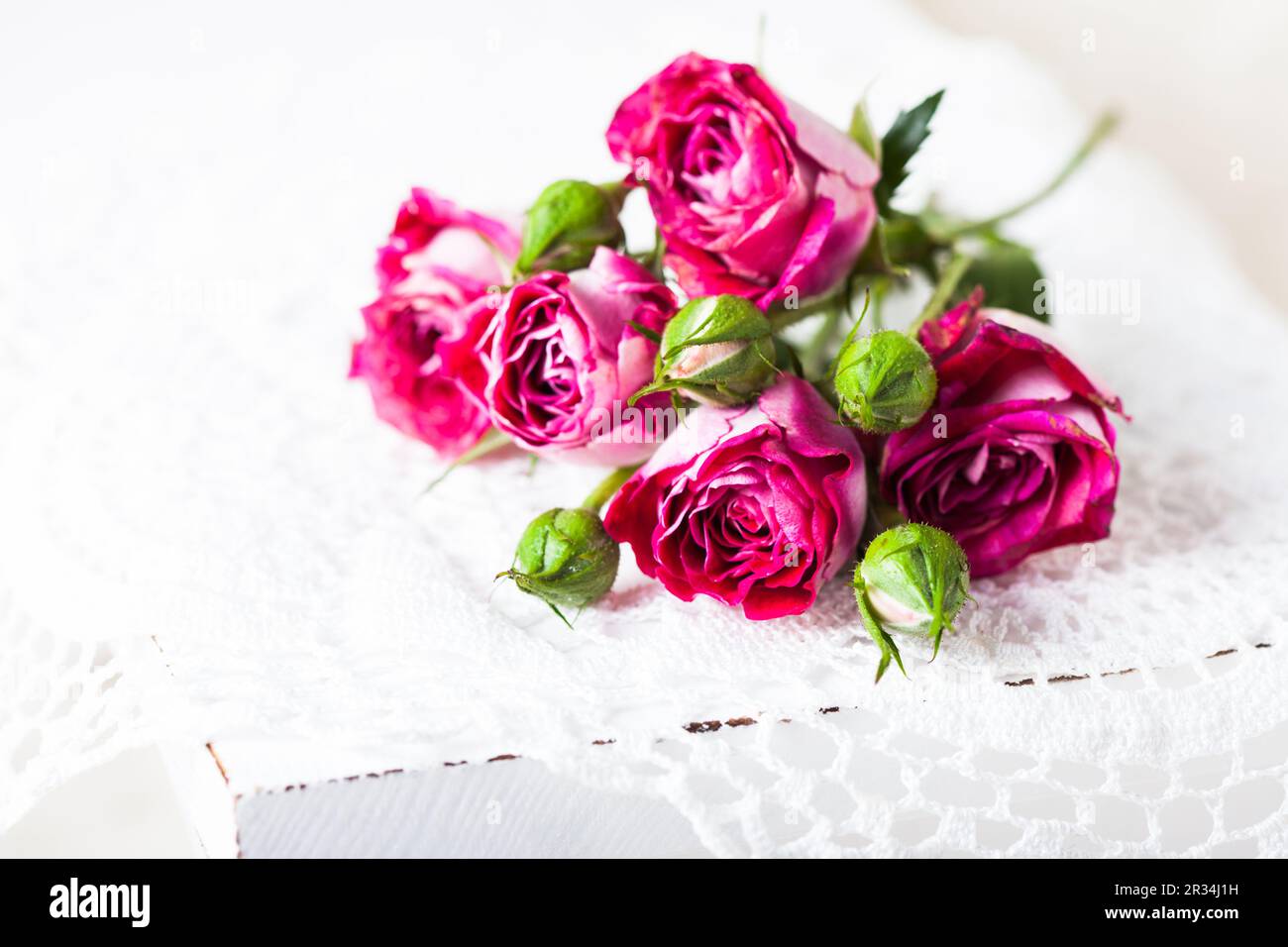Antique pink roses hi-res stock photography and images - Alamy
