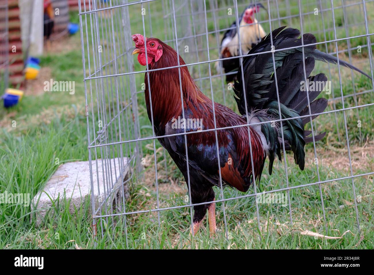 Acul guatemala hi-res stock photography and images - Alamy