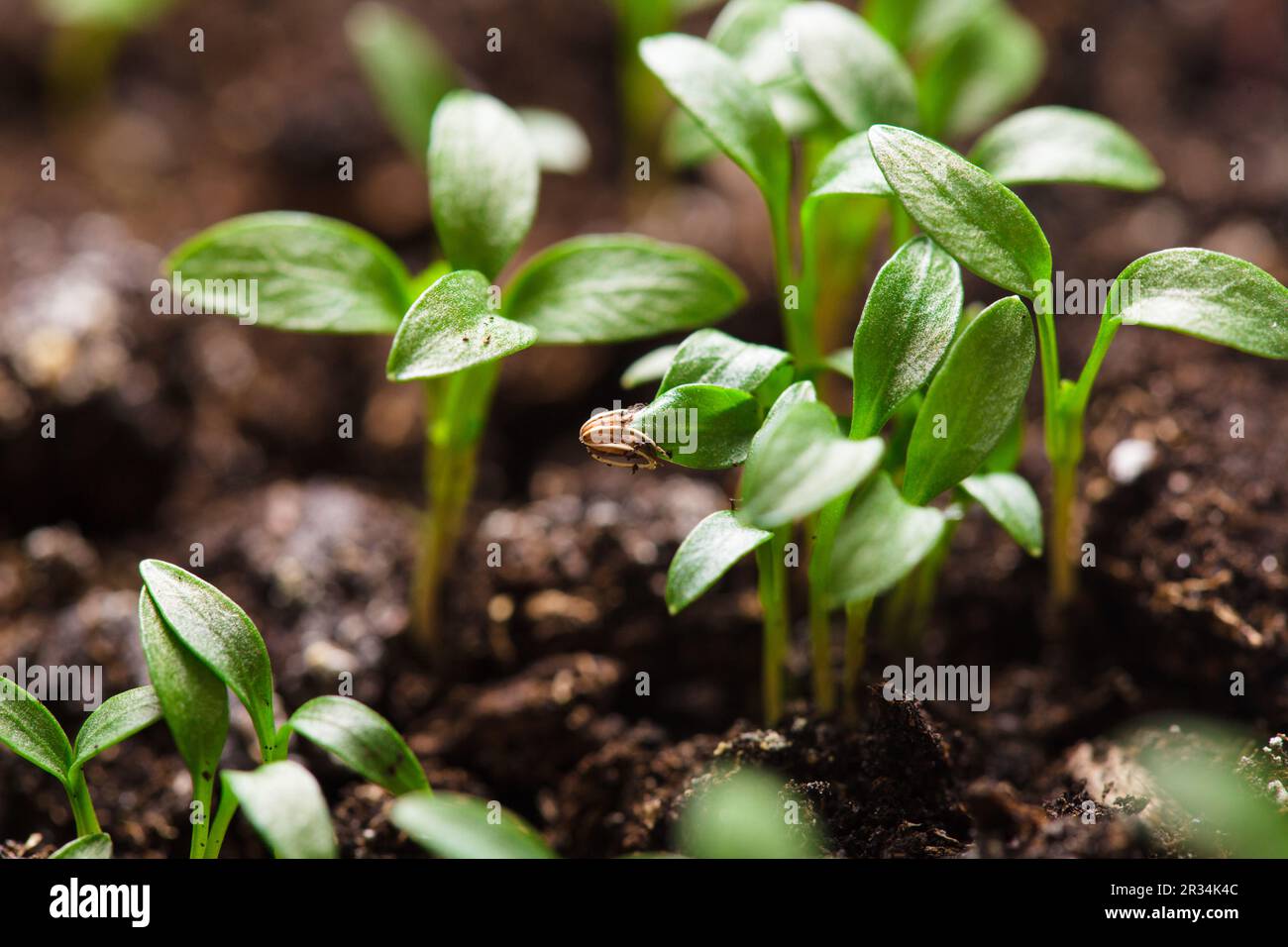 Macro seeds growing Stock Photo - Alamy