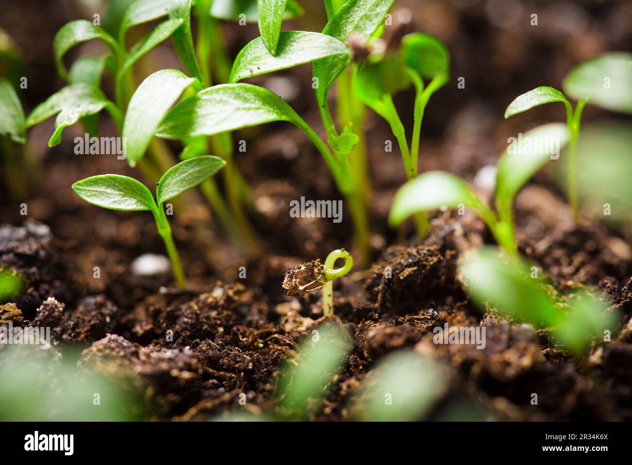 Bean seeds for seedling hi-res stock photography and images - Alamy