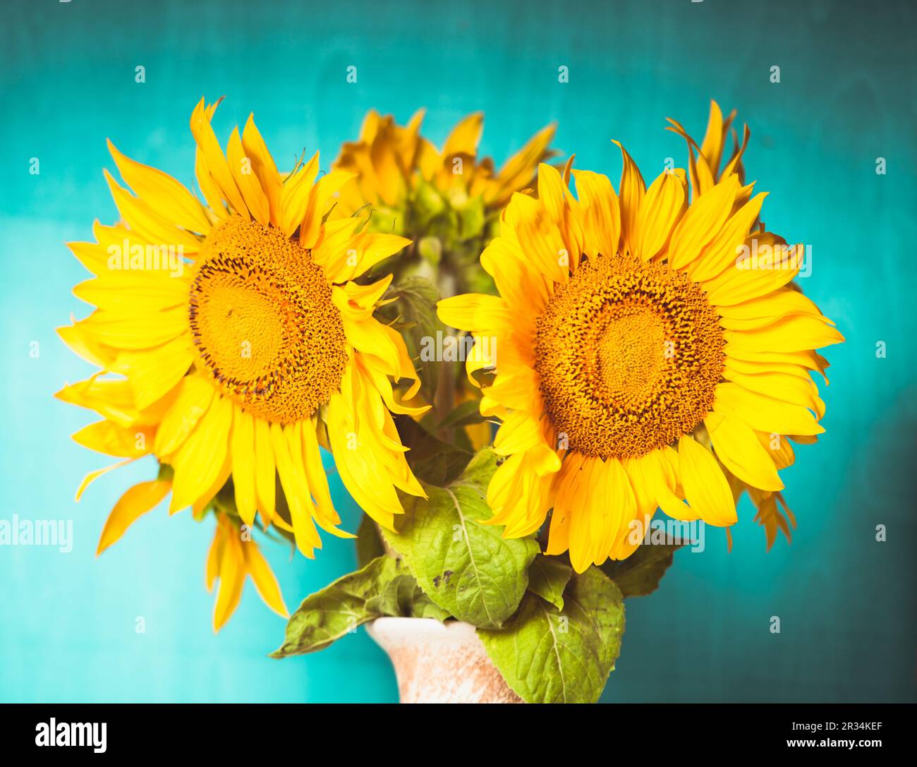 Sunflower still life hi-res stock photography and images - Alamy
