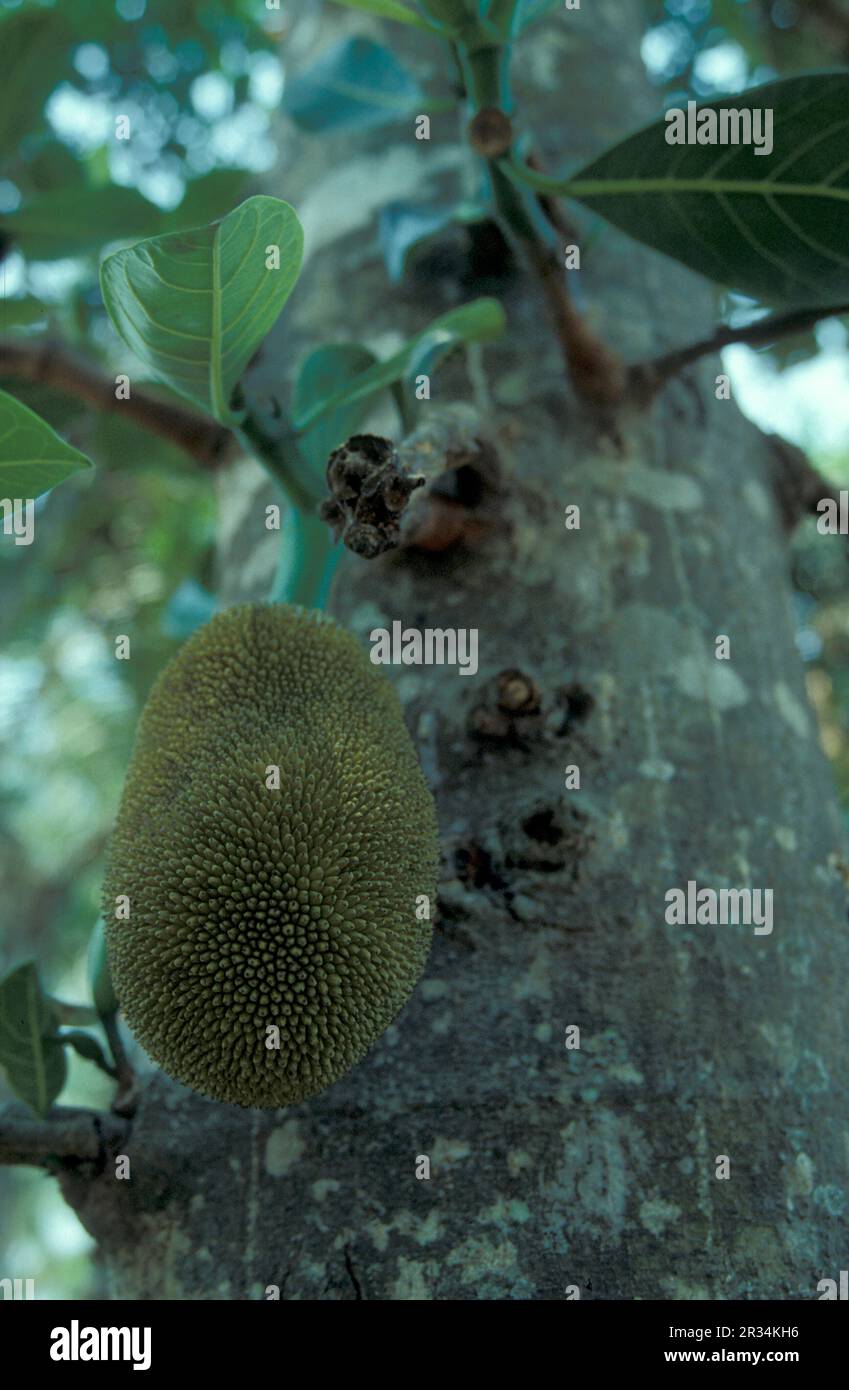 a Jackfruit Plantation near the Town of Menghai in the province of ...