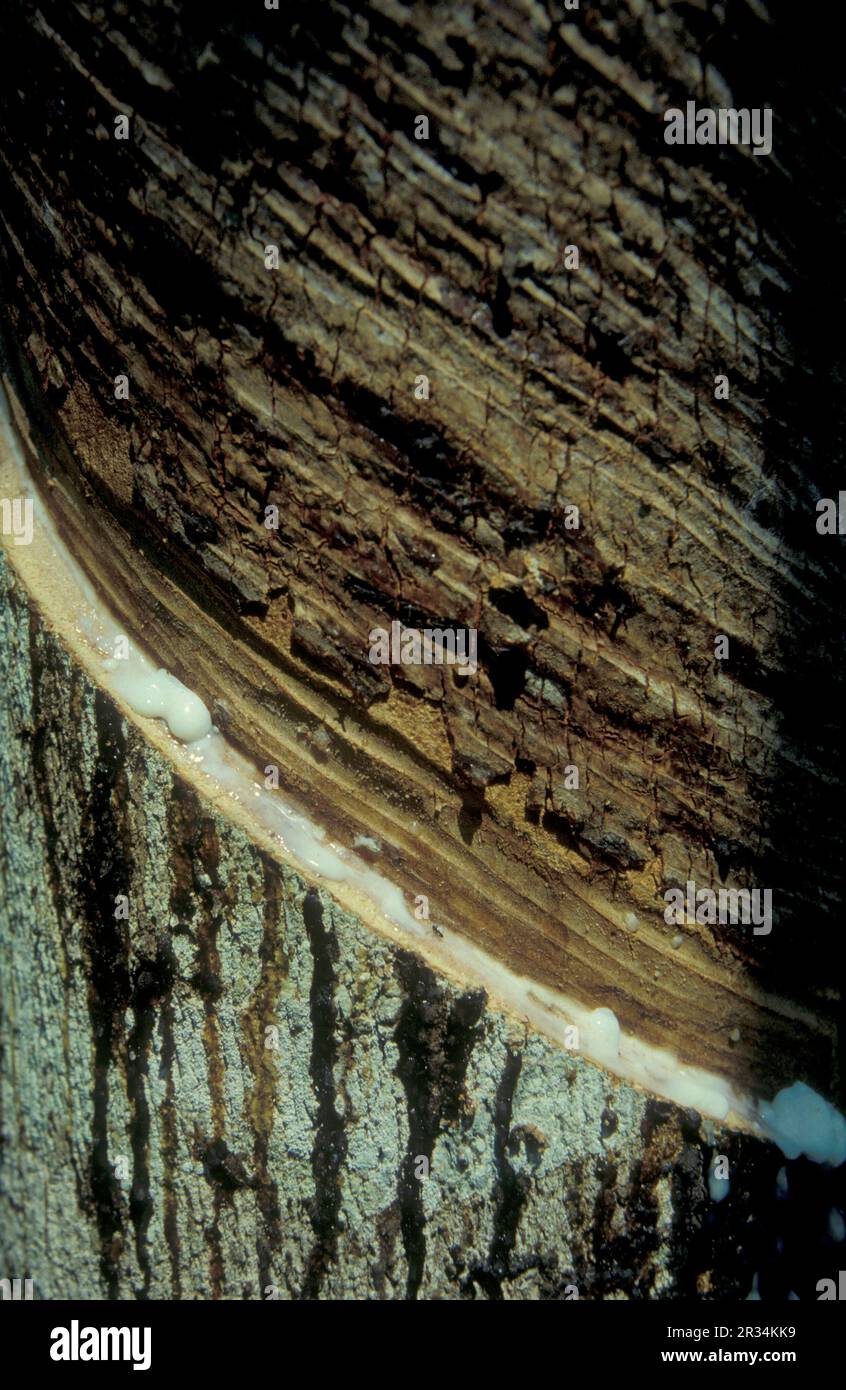 a rubber tree Plantation near the Town of Menghai in the province of ...