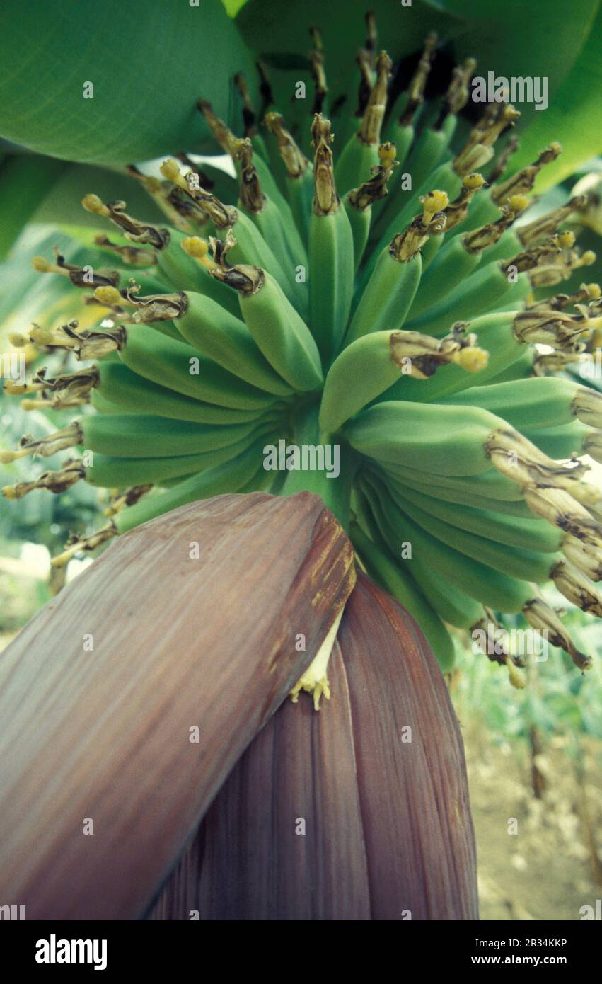 Menghai hi-res stock photography and images - Alamy
