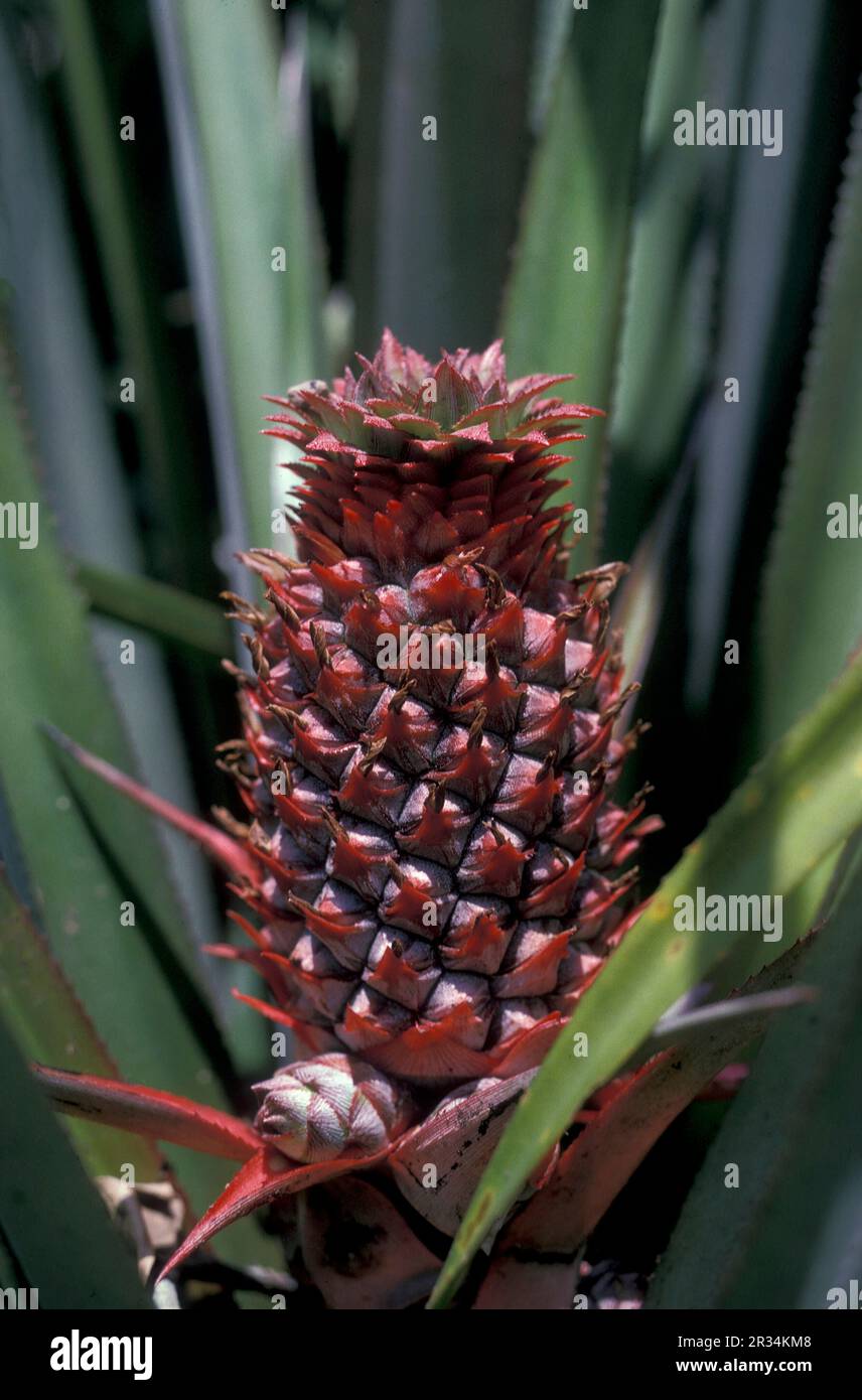 Pineapple farm china hi-res stock photography and images - Alamy