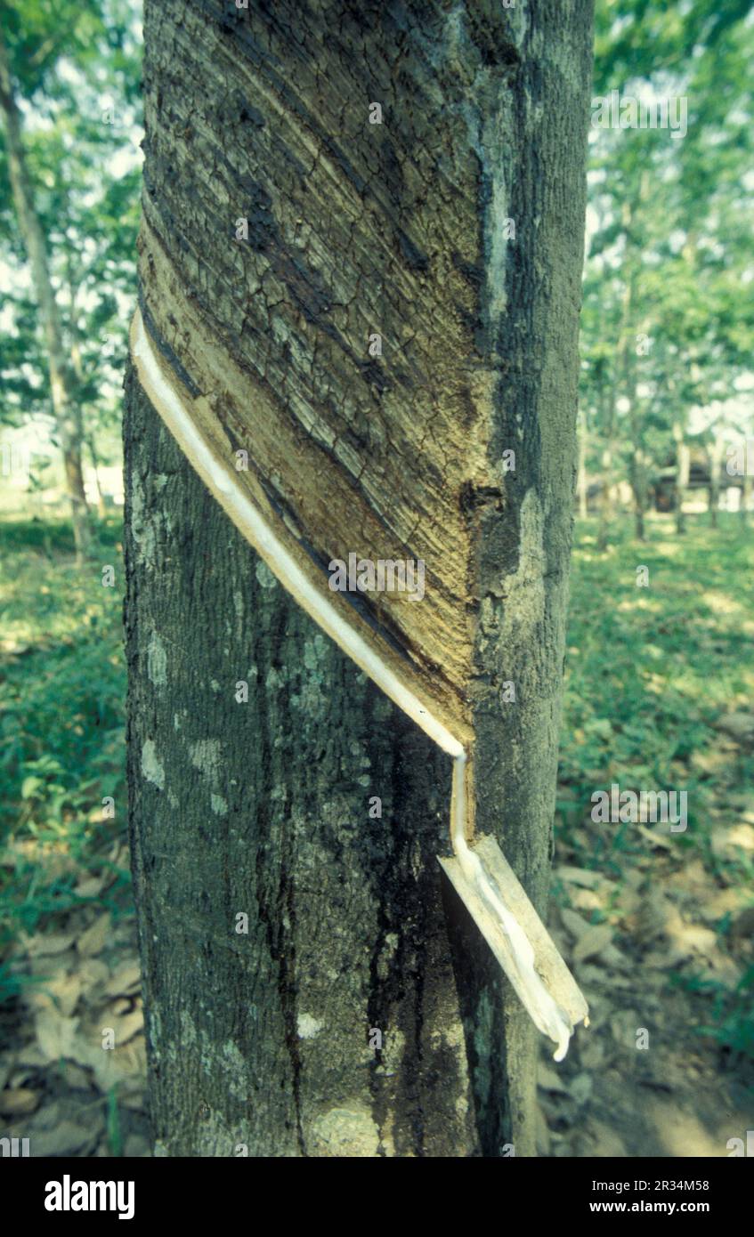 a rubber tree Plantation near the Town of Menghai in the province of ...