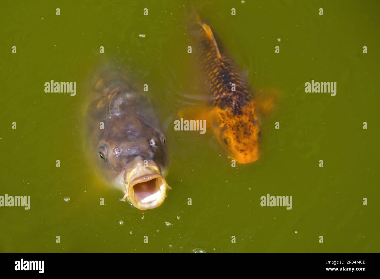 Gasping for air hi-res stock photography and images - Alamy