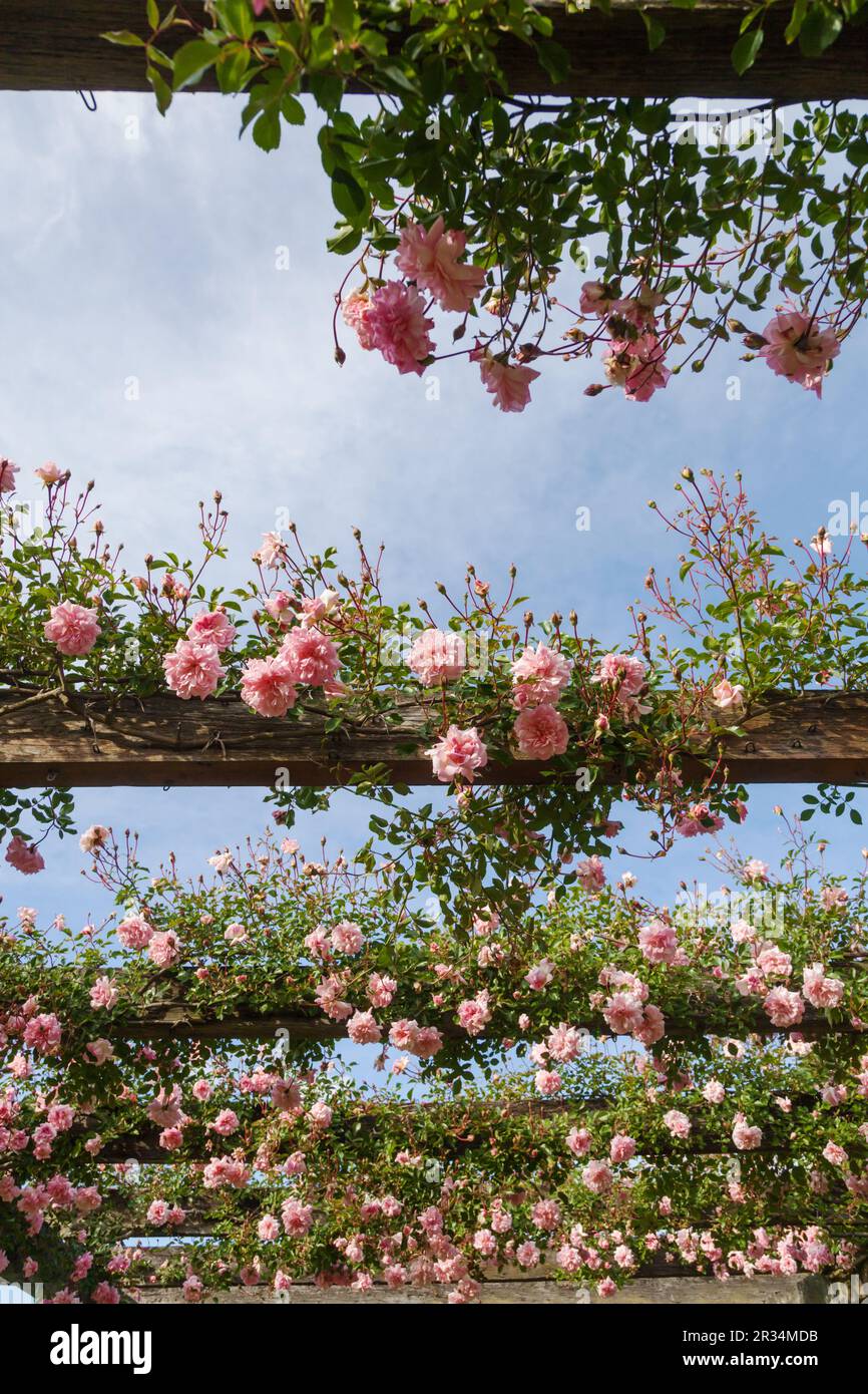 Climbing rose on a pergola Stock Photo - Alamy