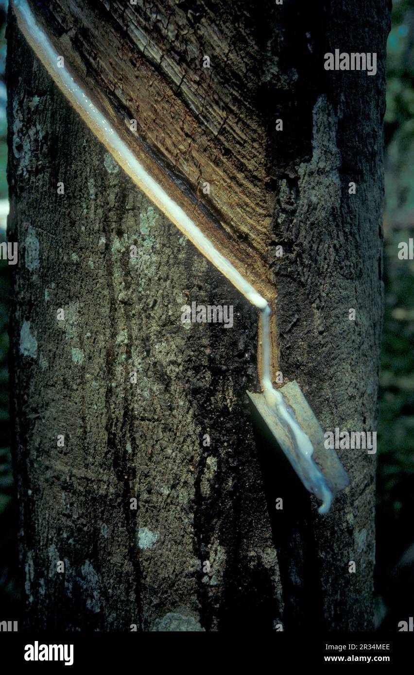 a rubber tree Plantation near the Town of Menghai in the province of ...