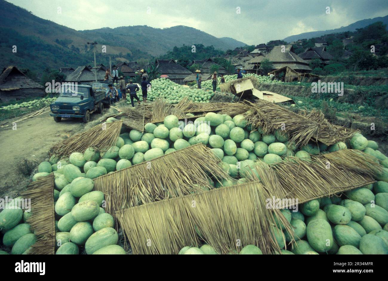 Melon farm china hi-res stock photography and images - Alamy