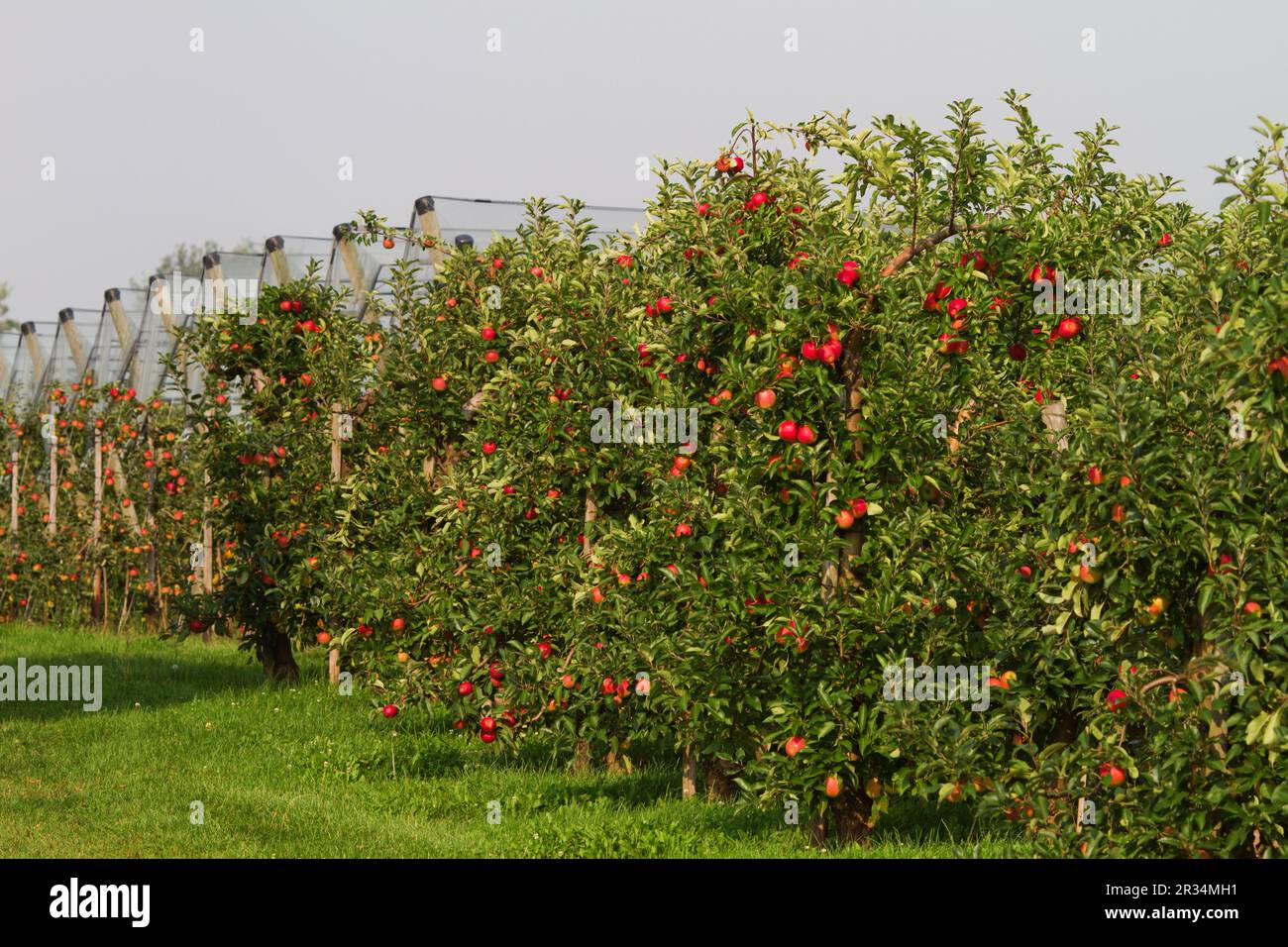 Apple trees in a plantation Stock Photo - Alamy