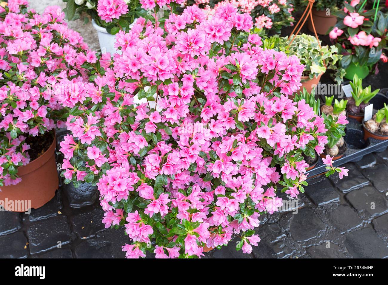 Room azalea at a market stall Stock Photo - Alamy