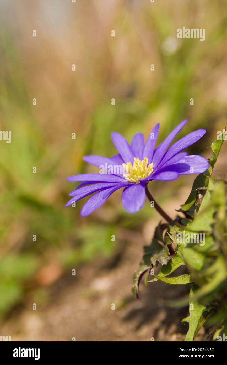 Spring anemone hi-res stock photography and images - Alamy